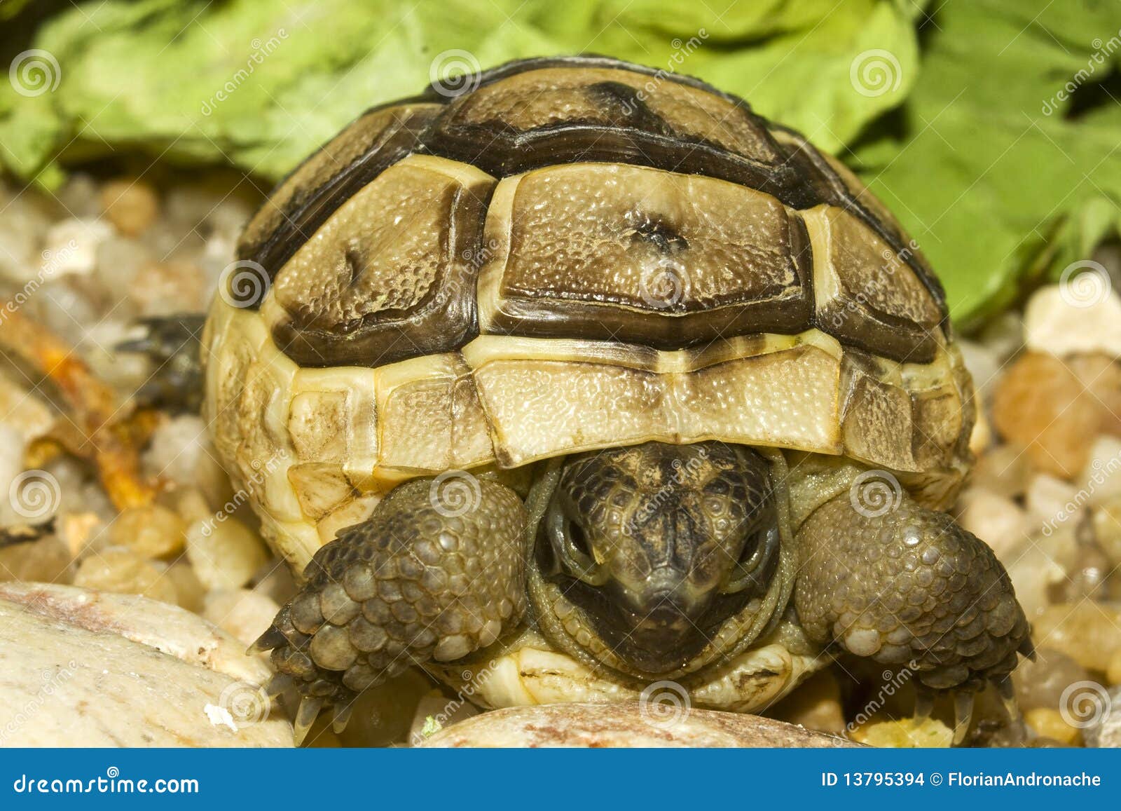 Ibera Tartaruga/graeca Greci Del Testudo Fotografia Stock - Immagine di ...
