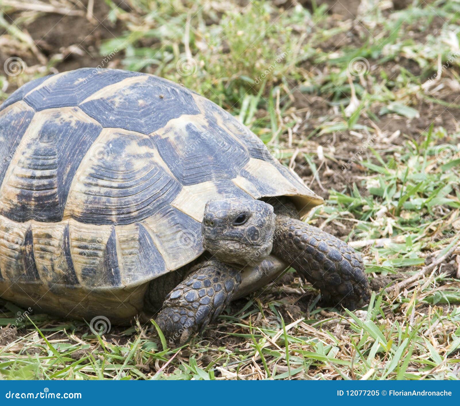 Ibera Tartaruga/graeca Gregos Do Testudo Imagem de Stock - Imagem de ...