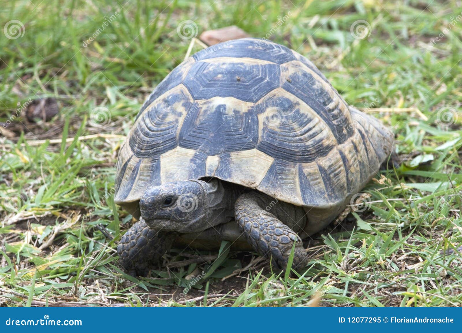 Ibera Tortue/graeca Grecs De Testudo Image stock - Image du grec ...