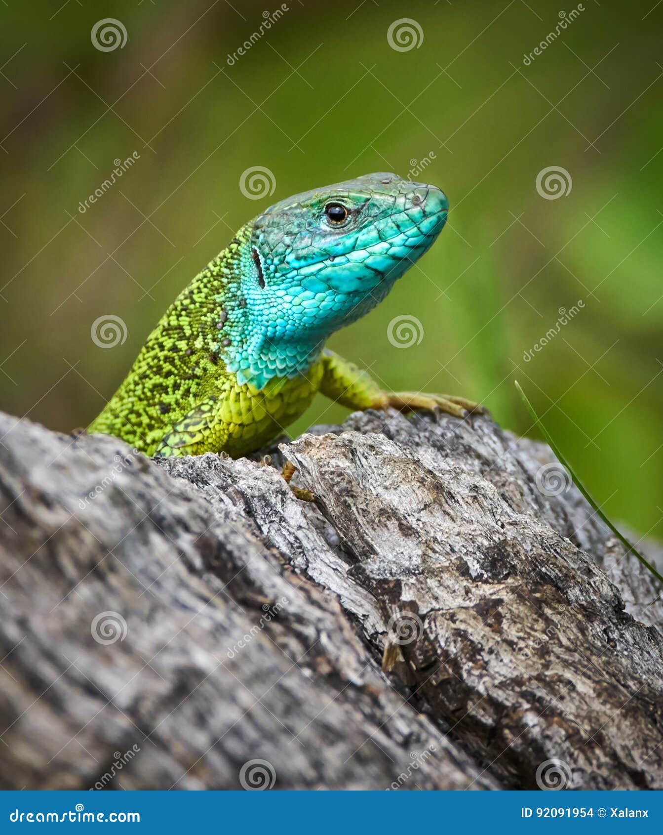 Iberian emerald lizard stock photo. Image of skin, look - 92091954