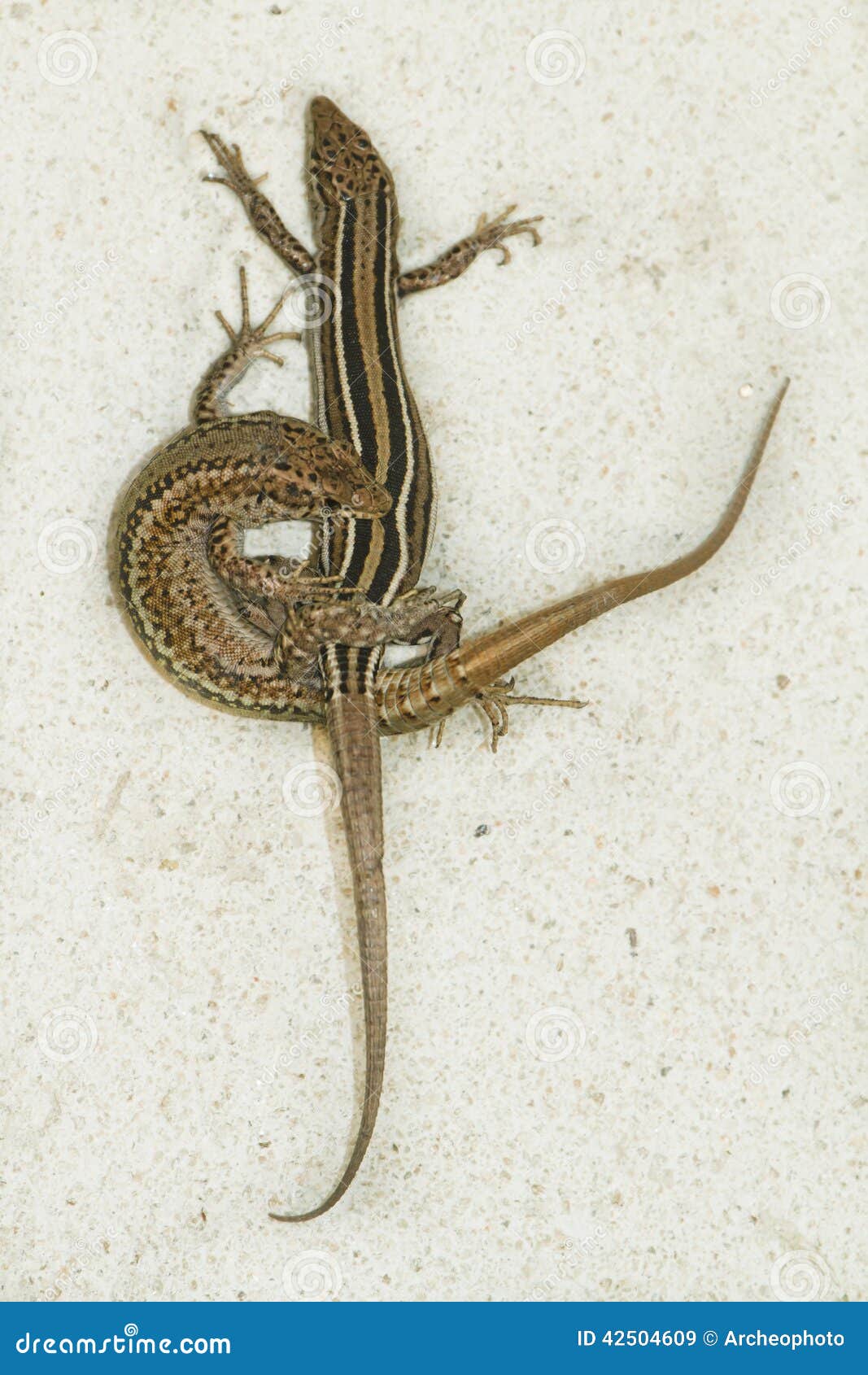 Lizard Mating. Pair Of Reptiles, Black Iguana, Ctenosaura Similis, Male ...