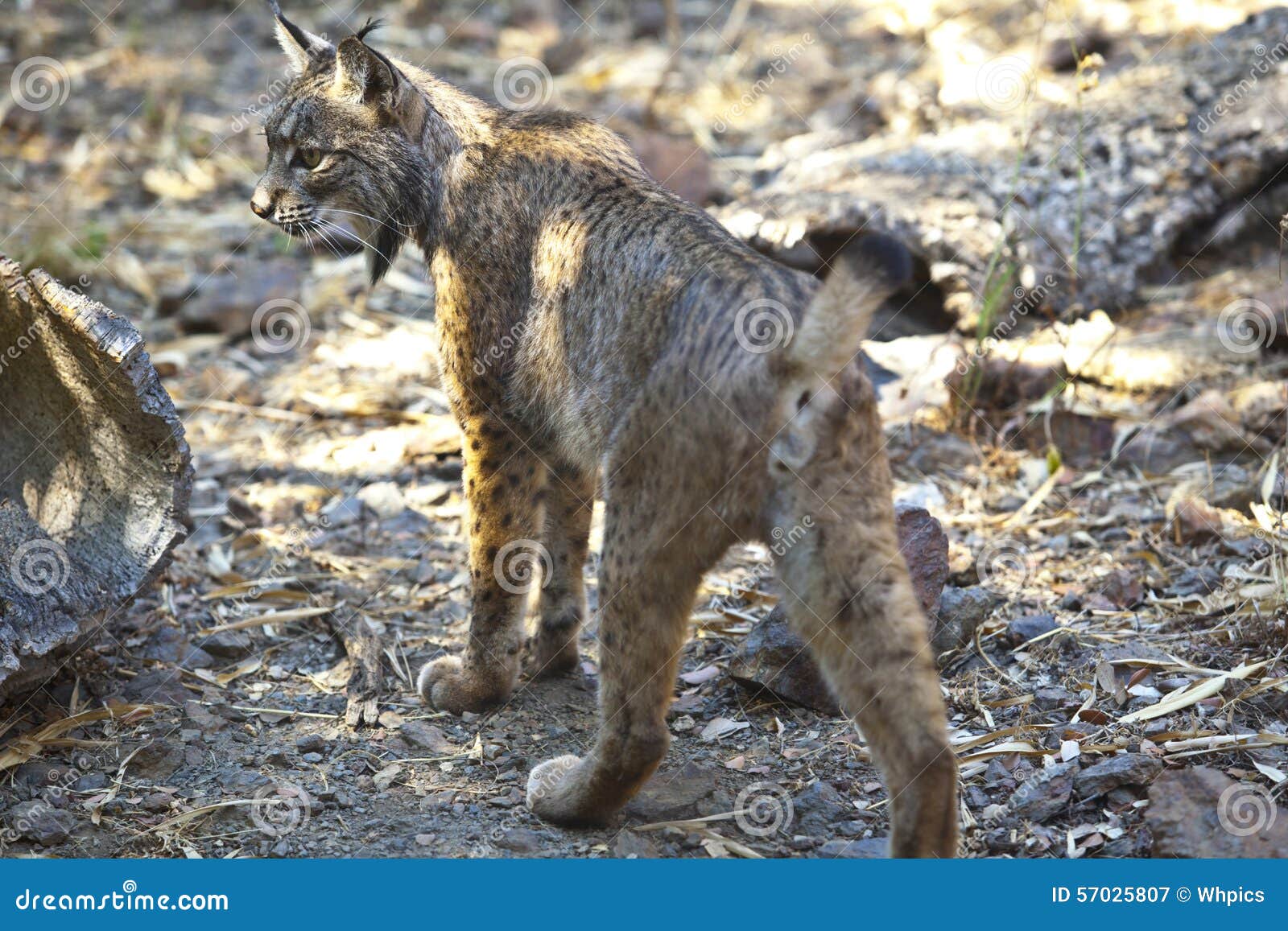 Iberian lynx from back stock image. Image of captivity - 57025807