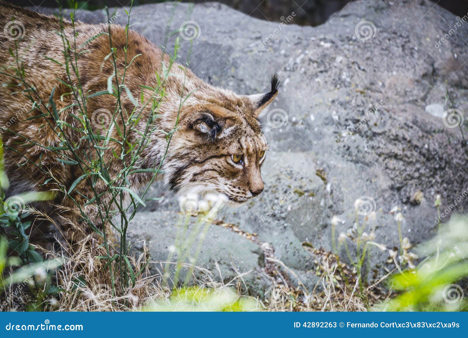 Iberian Lynx Appearing Behind A Pine Tree Royalty-Free Stock ...