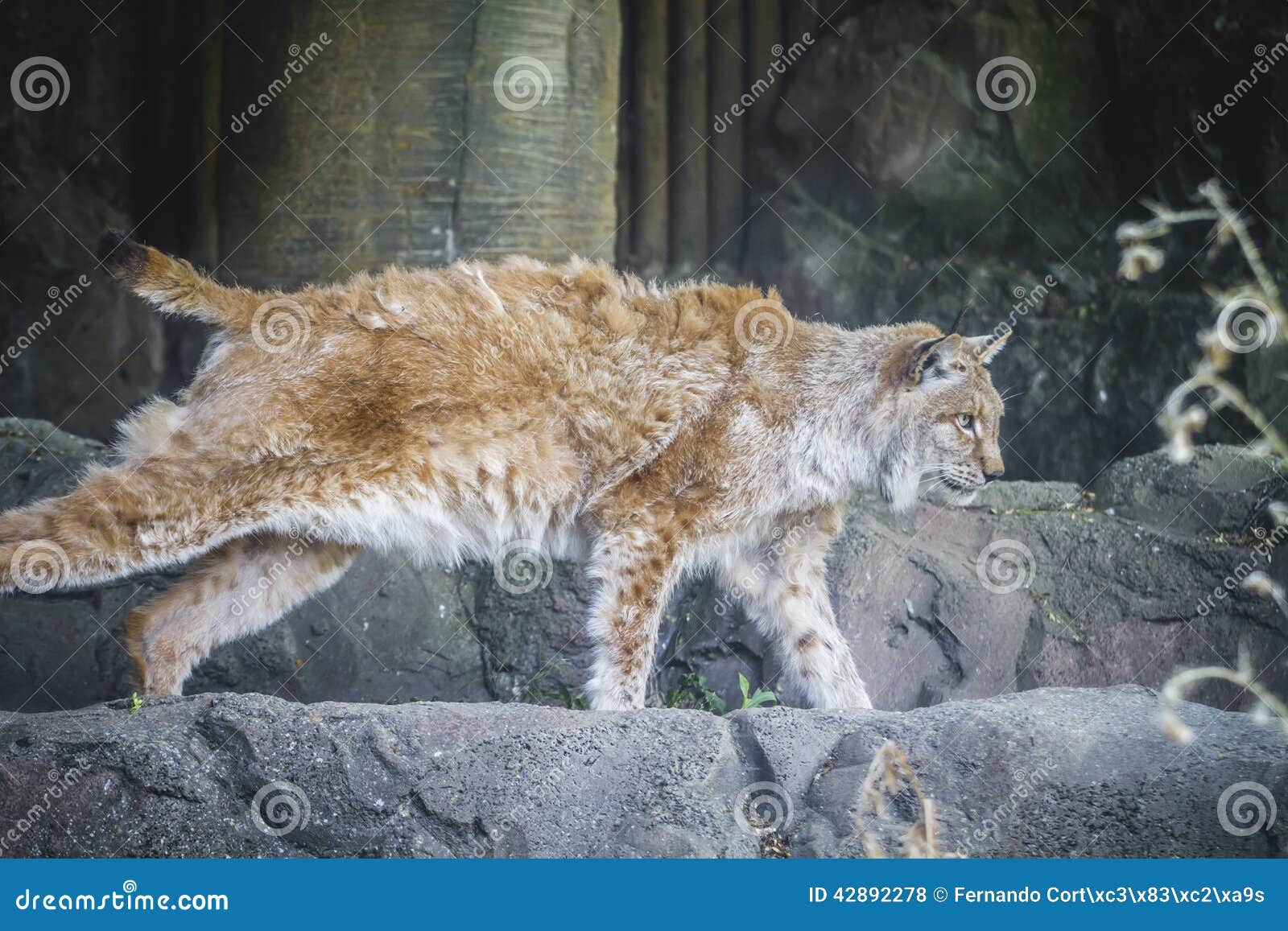 Iberian Lynx Chasing a Bird Stock Photo - Image of portrait, autumn ...