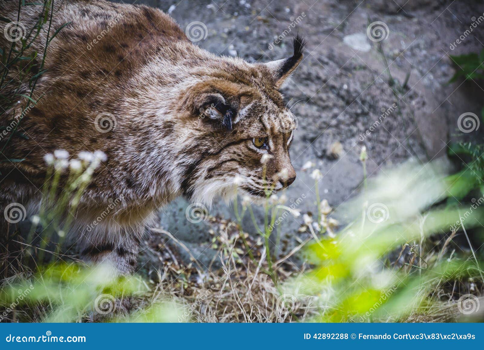Iberian Lynx Chasing a Bird Stock Photo - Image of natural, iberian ...