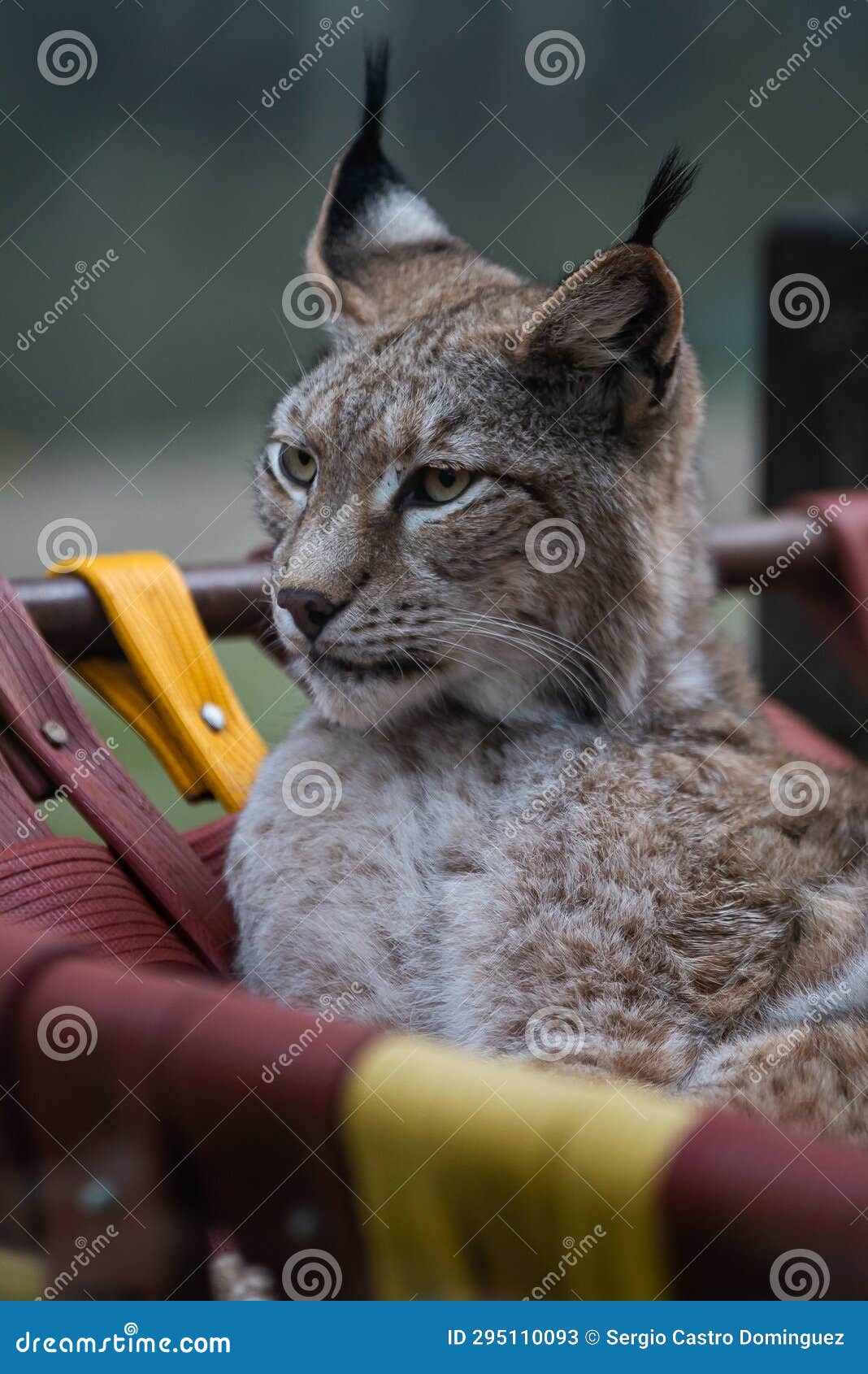 Iberian Lynx with Large Fangs Stock Image - Image of wildcat, lips ...