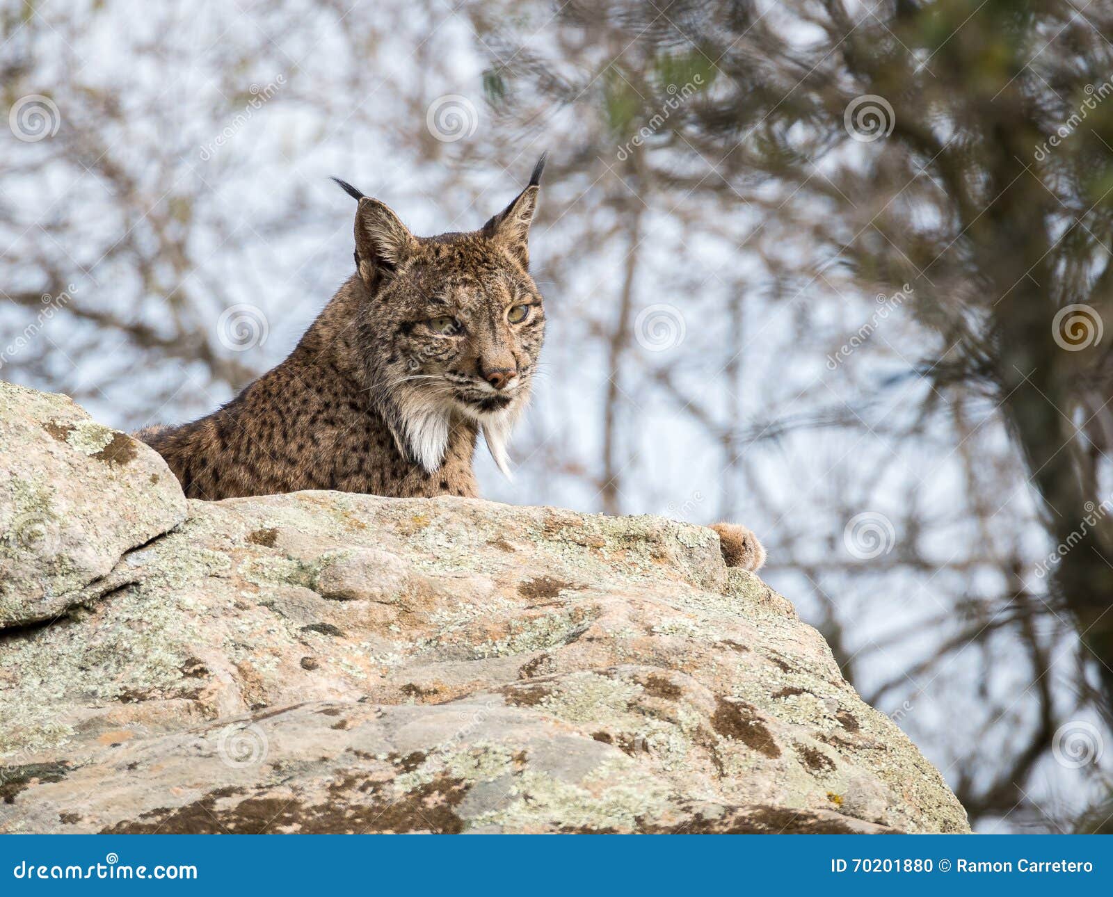 Iberian Lynx ( Lynx Pardinus ) Lying Down on a Rock Stock Photo - Image ...