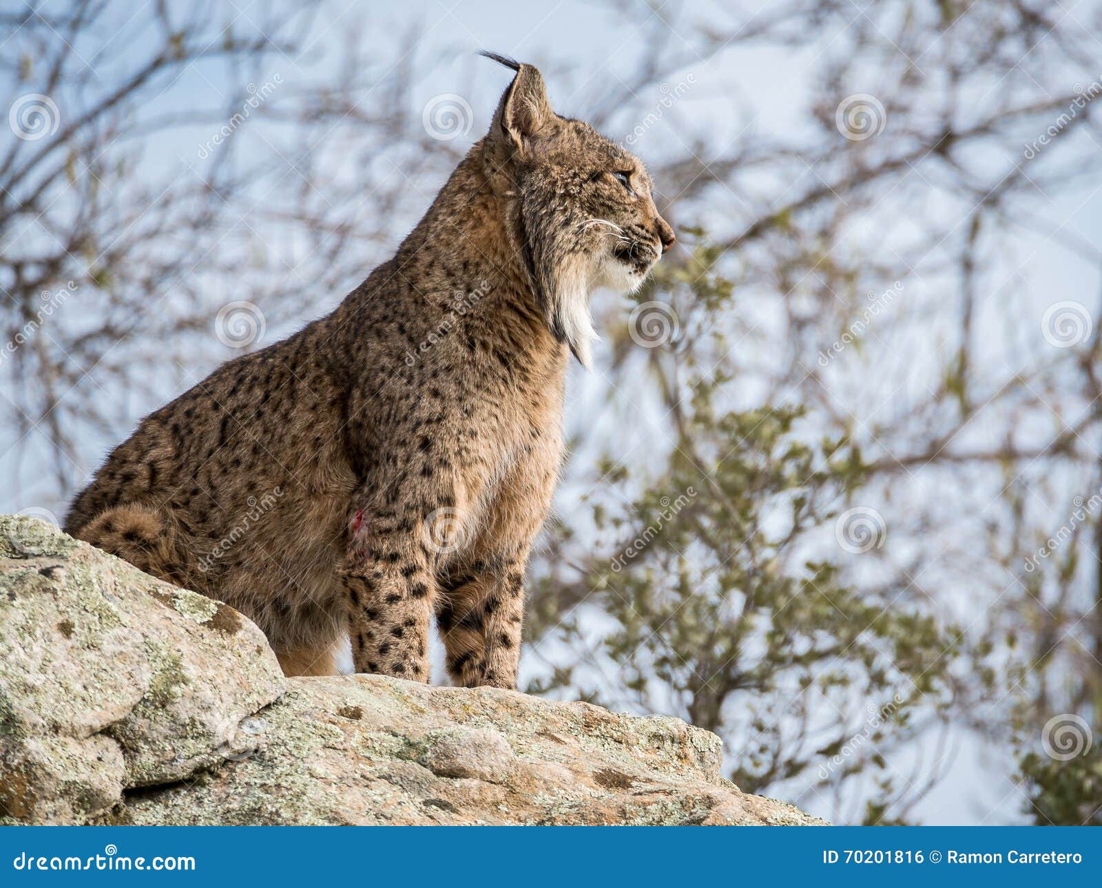 Iberian Lynx ( Lynx Pardinus ) Standing on a Rock Stock Photo - Image ...