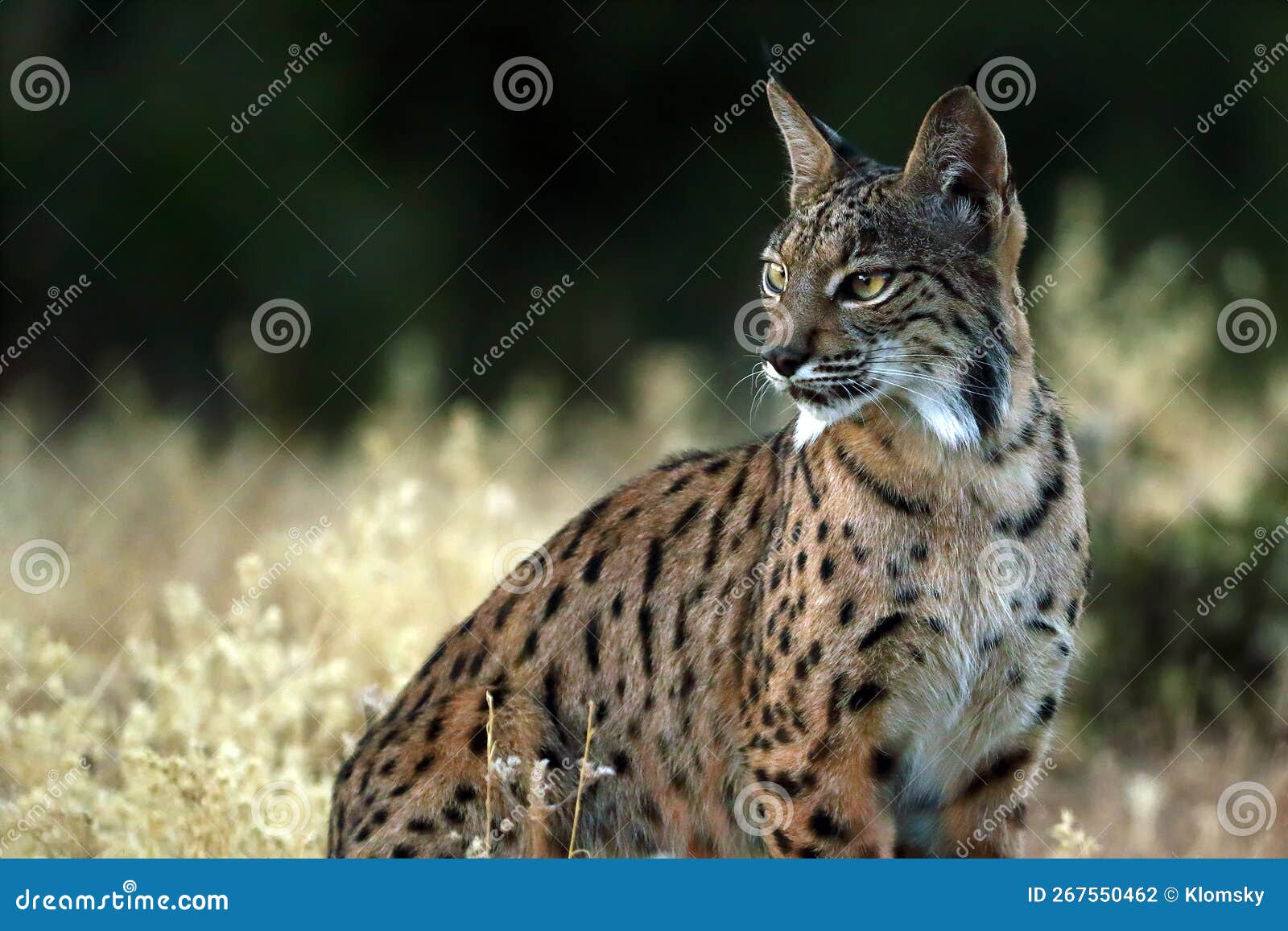 The Iberian Lynx Lynx Pardinus, Portrait of a Young Cat after Sunset ...