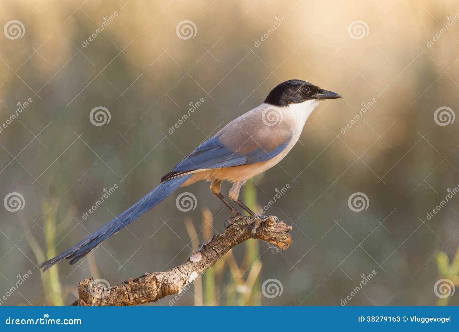 Iberian magpie stock image. Image of close, blauwe, color - 38279163