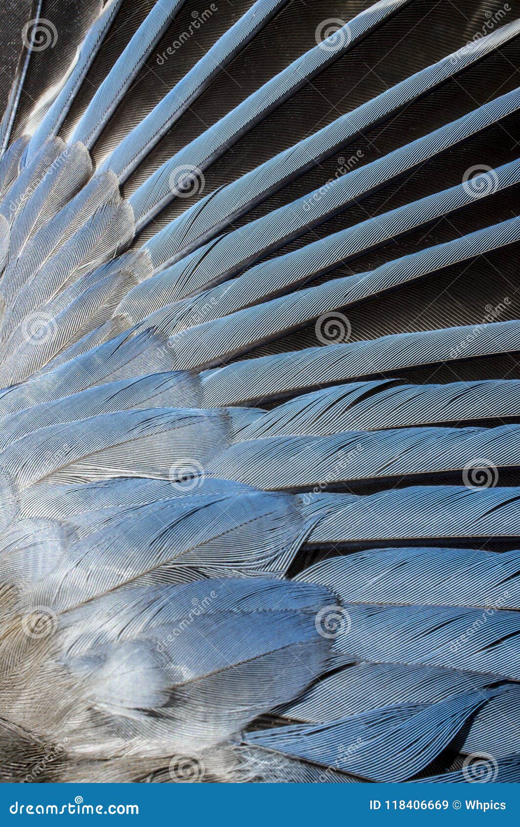 Iberian Magpie Azure Blue Wing Stock Image - Image of iberian, corvidae ...