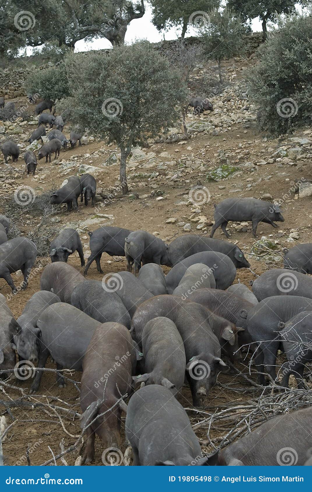 Iberian pig breeding. stock photo. Image of cool, black - 19895498