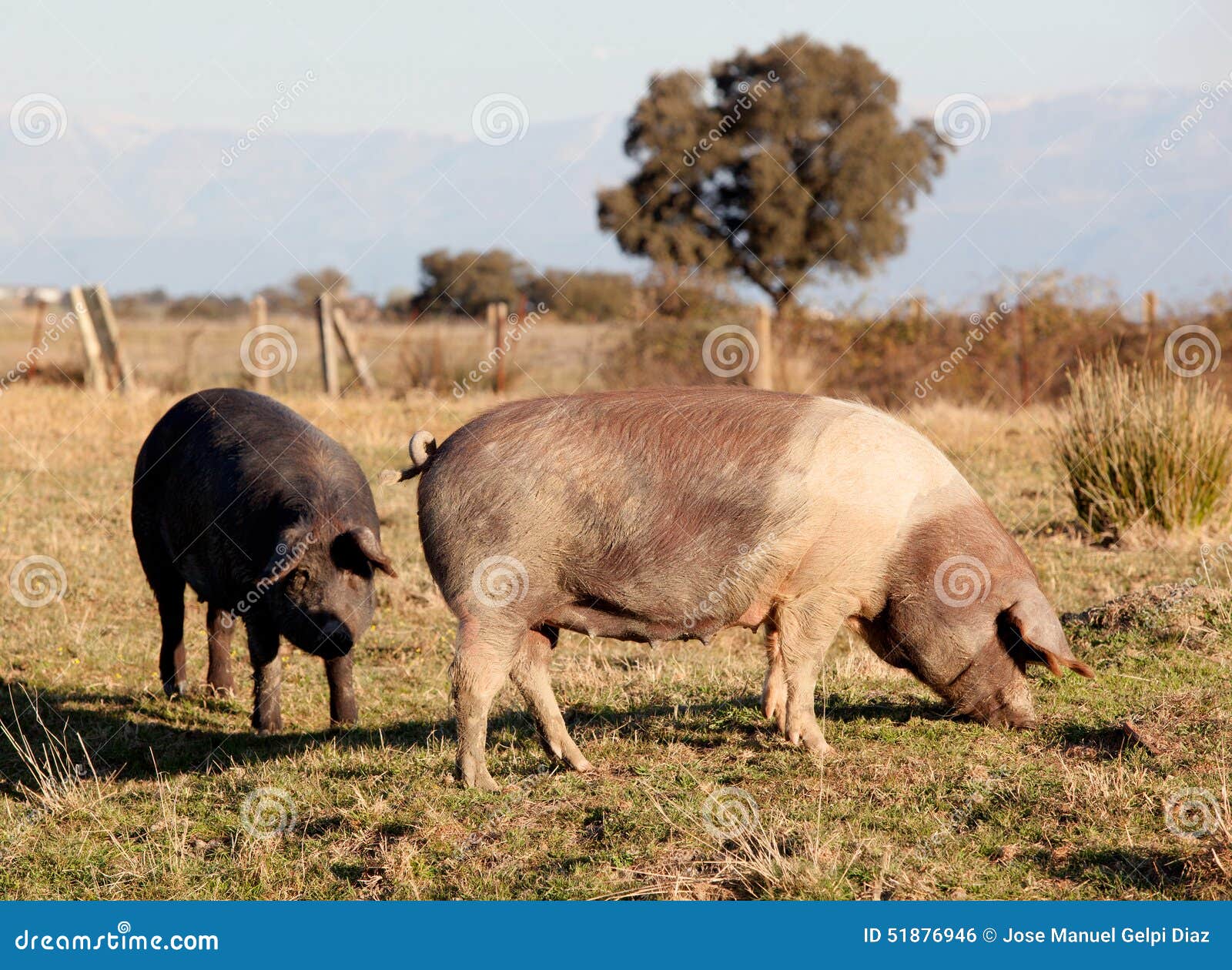 810 Iberian Pig Farm Spain Stock Photos - Free & Royalty-Free Stock ...