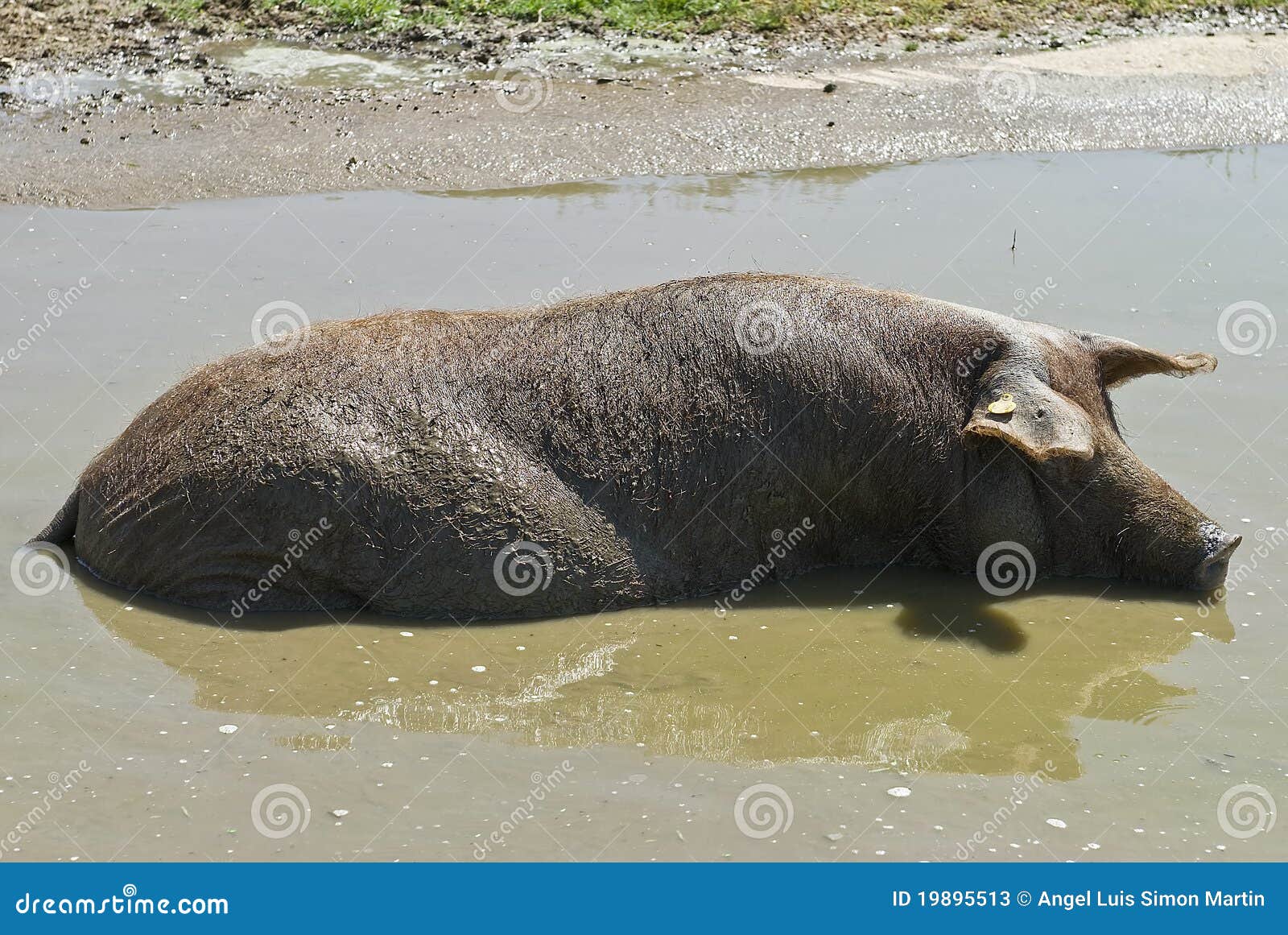 Iberian pig having a bath. stock image. Image of black - 19895513