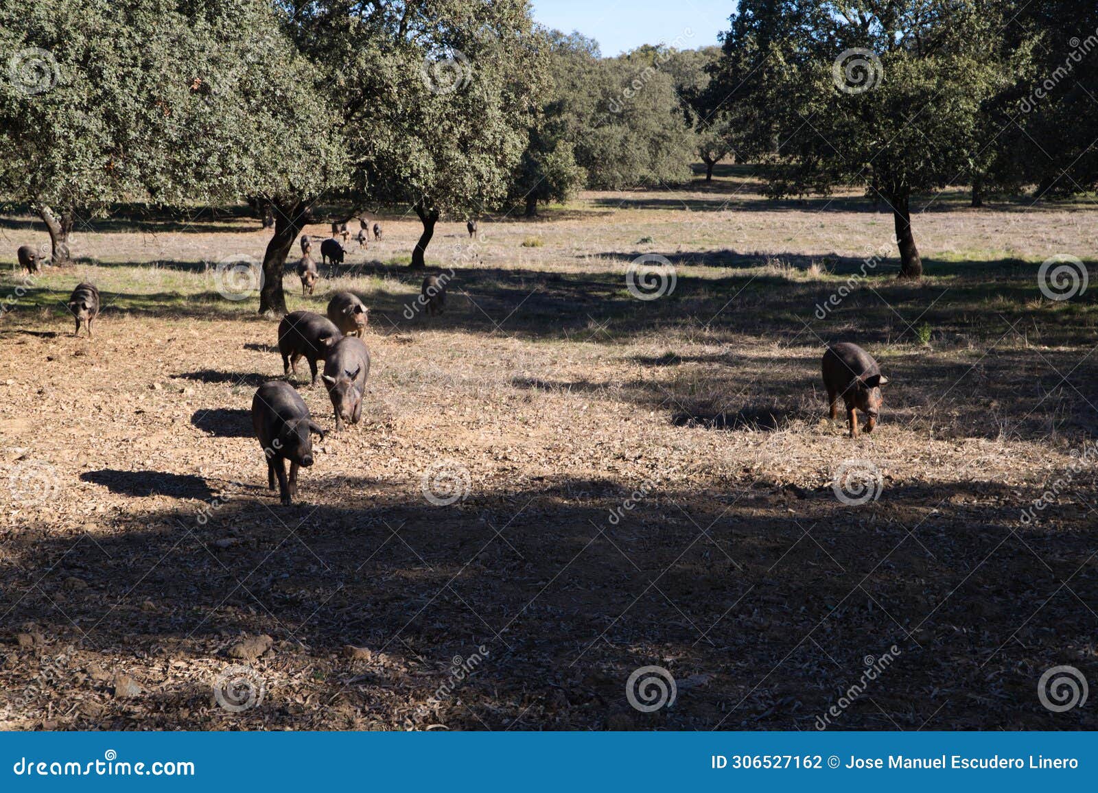 Iberian Pigs Eating in Dehesa or Field with Rays of Light Behind the ...