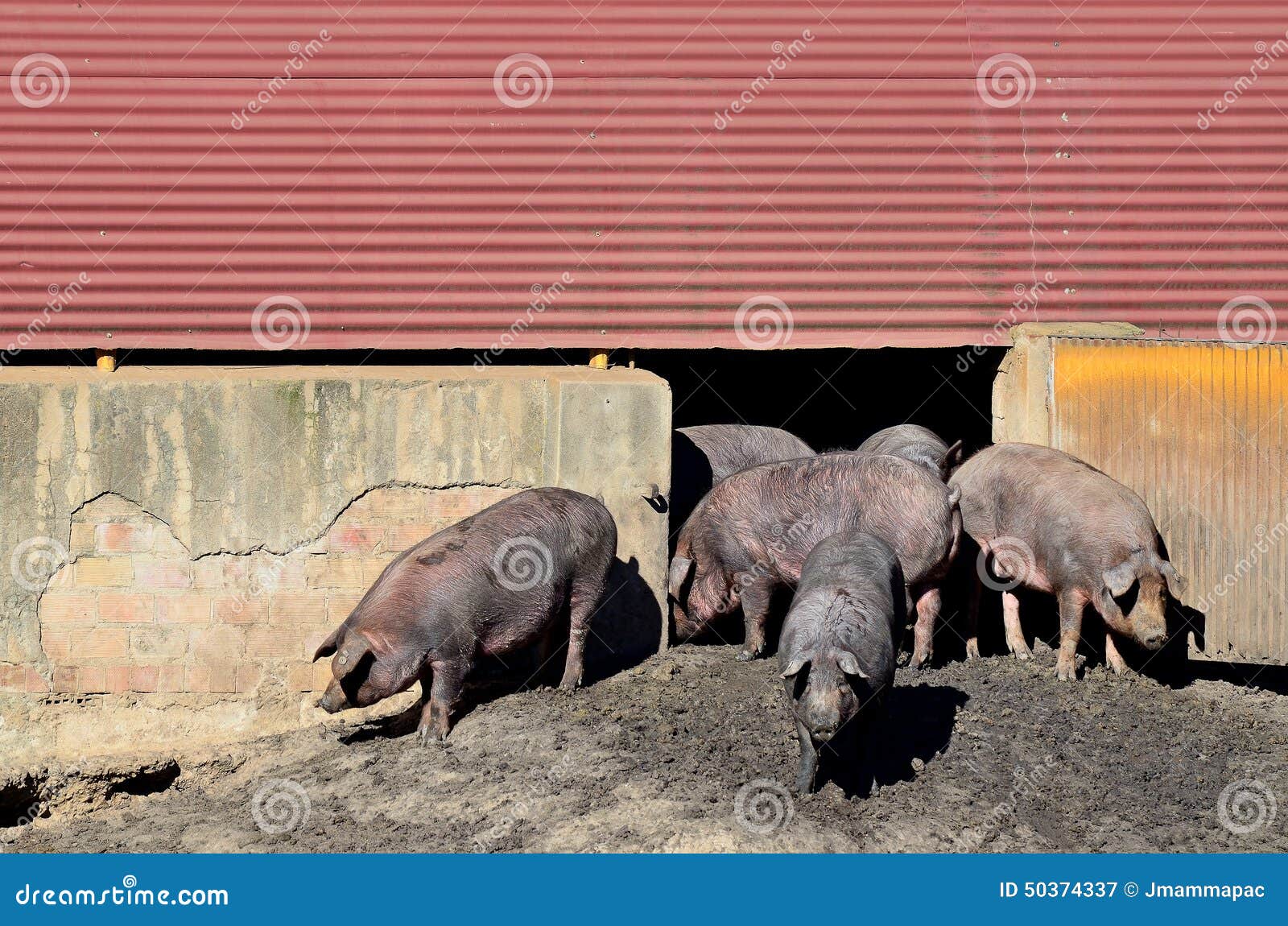 Iberian pigs and pigsty stock image. Image of farm, pigsty - 50374337