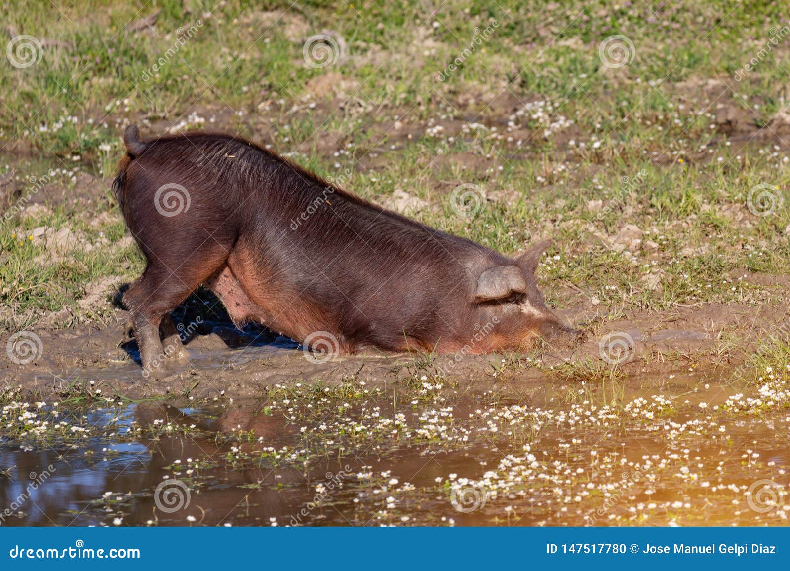 Iberian Pigs Taking a Mud Bath Stock Photo - Image of black, livestock ...