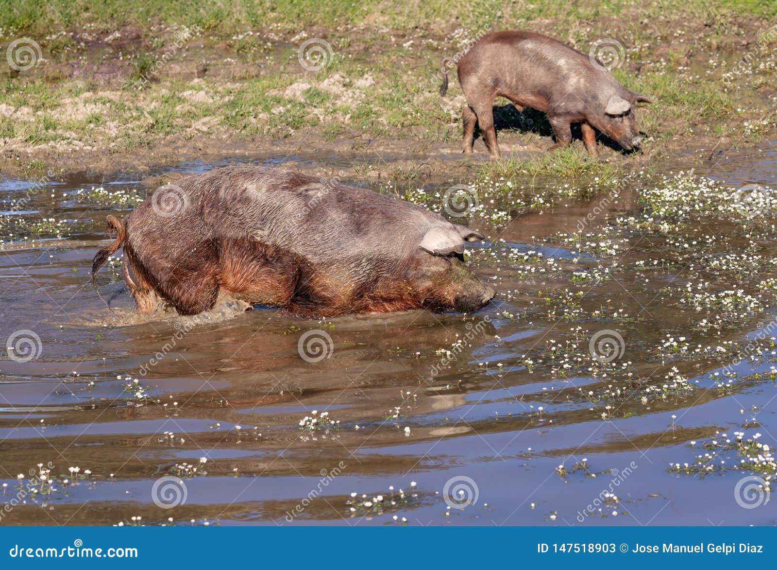 Iberian Pigs Taking a Mud Bath Stock Image - Image of landscape, meat ...