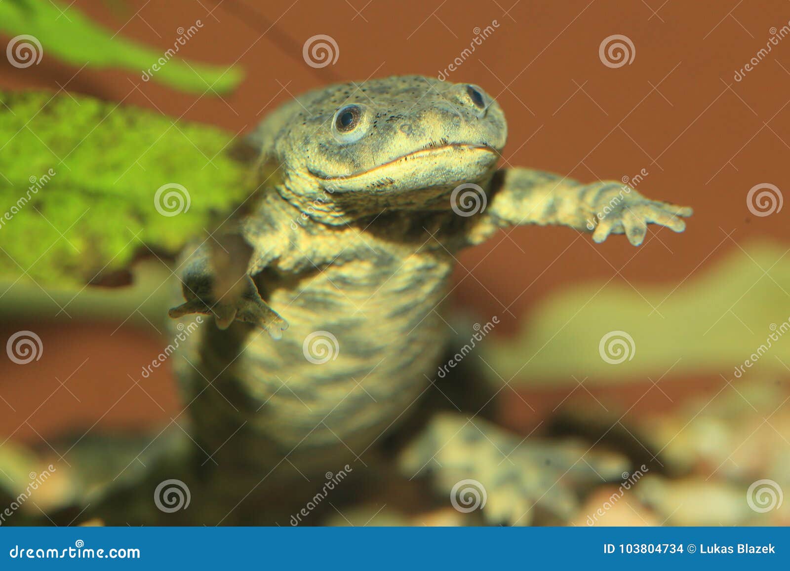 Iberian Ribbed Newt Stock Photos - Free & Royalty-Free Stock Photos ...