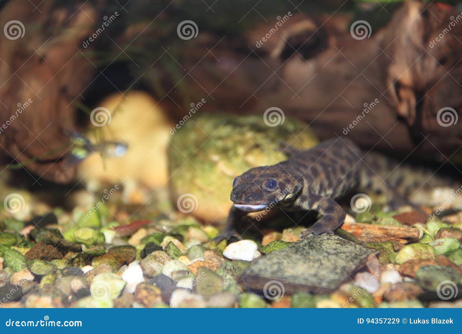 Iberian ribbed newt stock image. Image of nature, waltl - 94357229