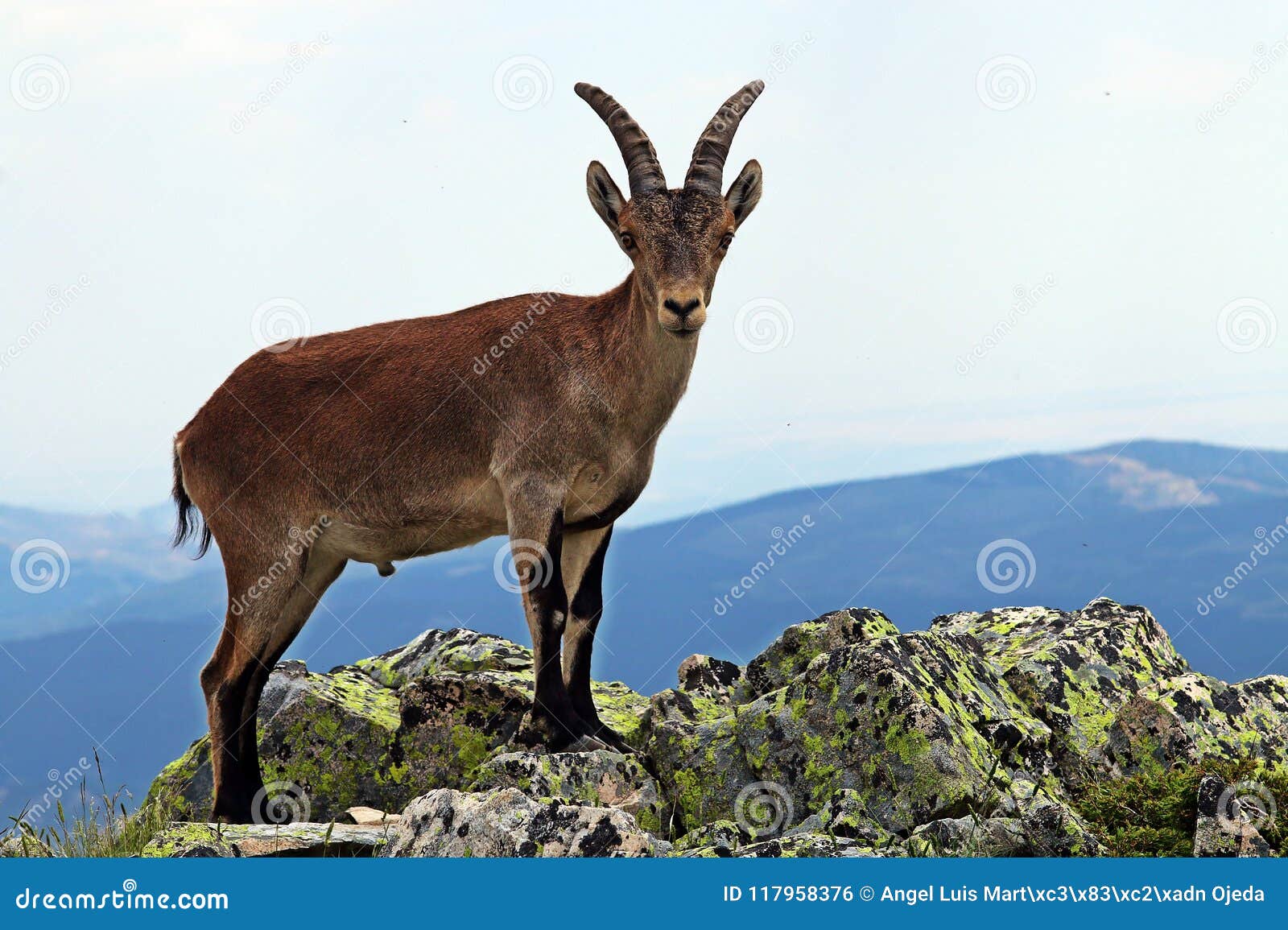 Iberian Stenbock, Spansk Stenbock Arkivfoto - Bild av molnigt, överkant ...