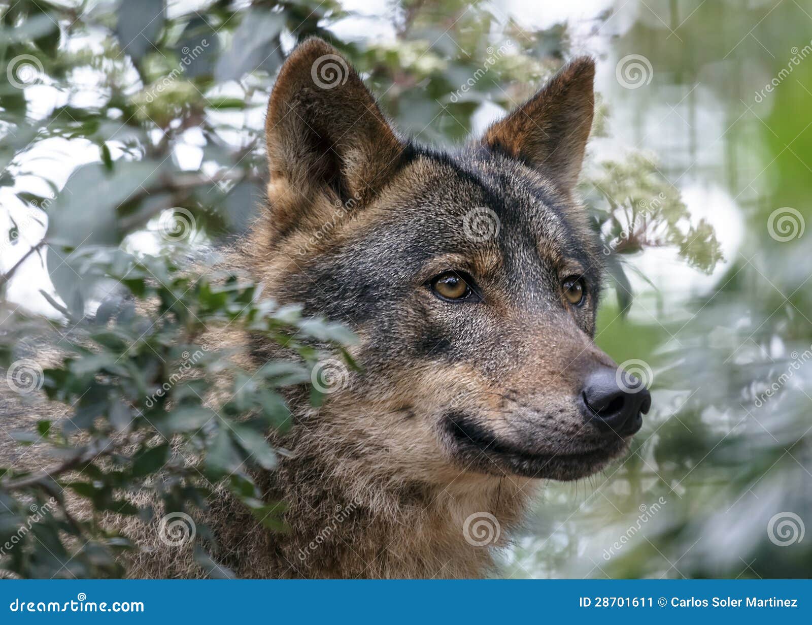 Iberian wolf stock image. Image of conservation, canine - 28701611