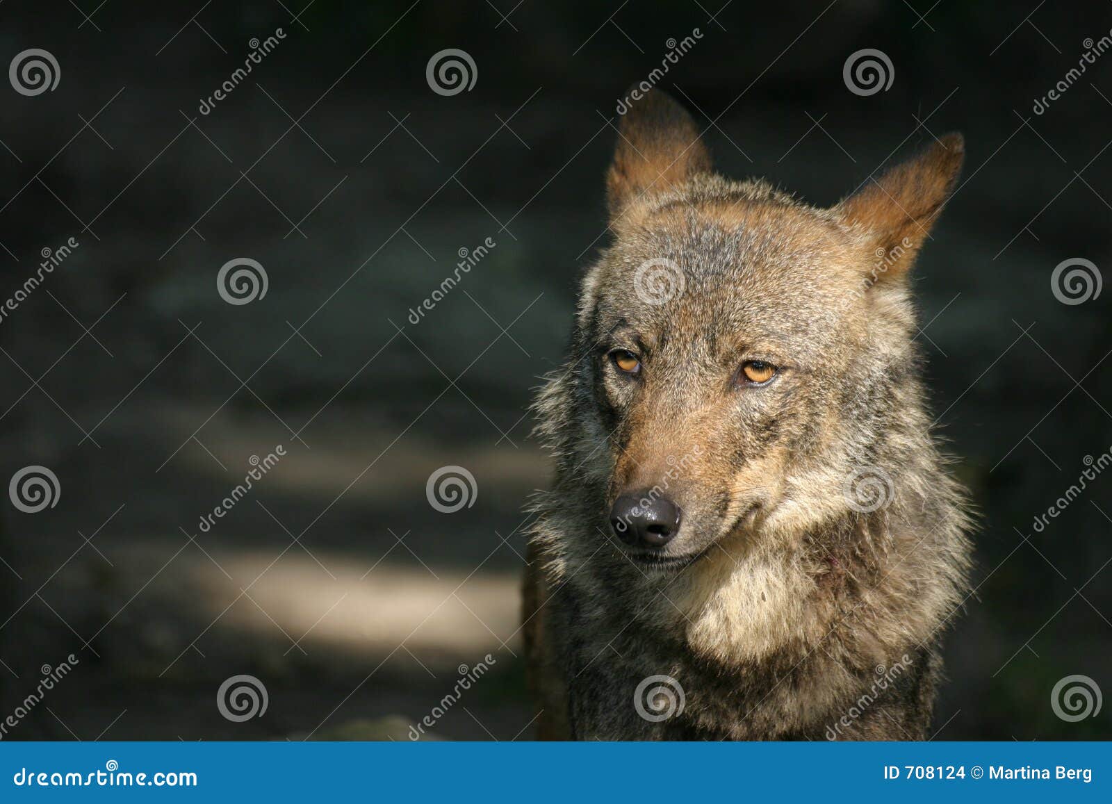 Iberian Wolf stock photo. Image of danger, lupus, lupine - 708124