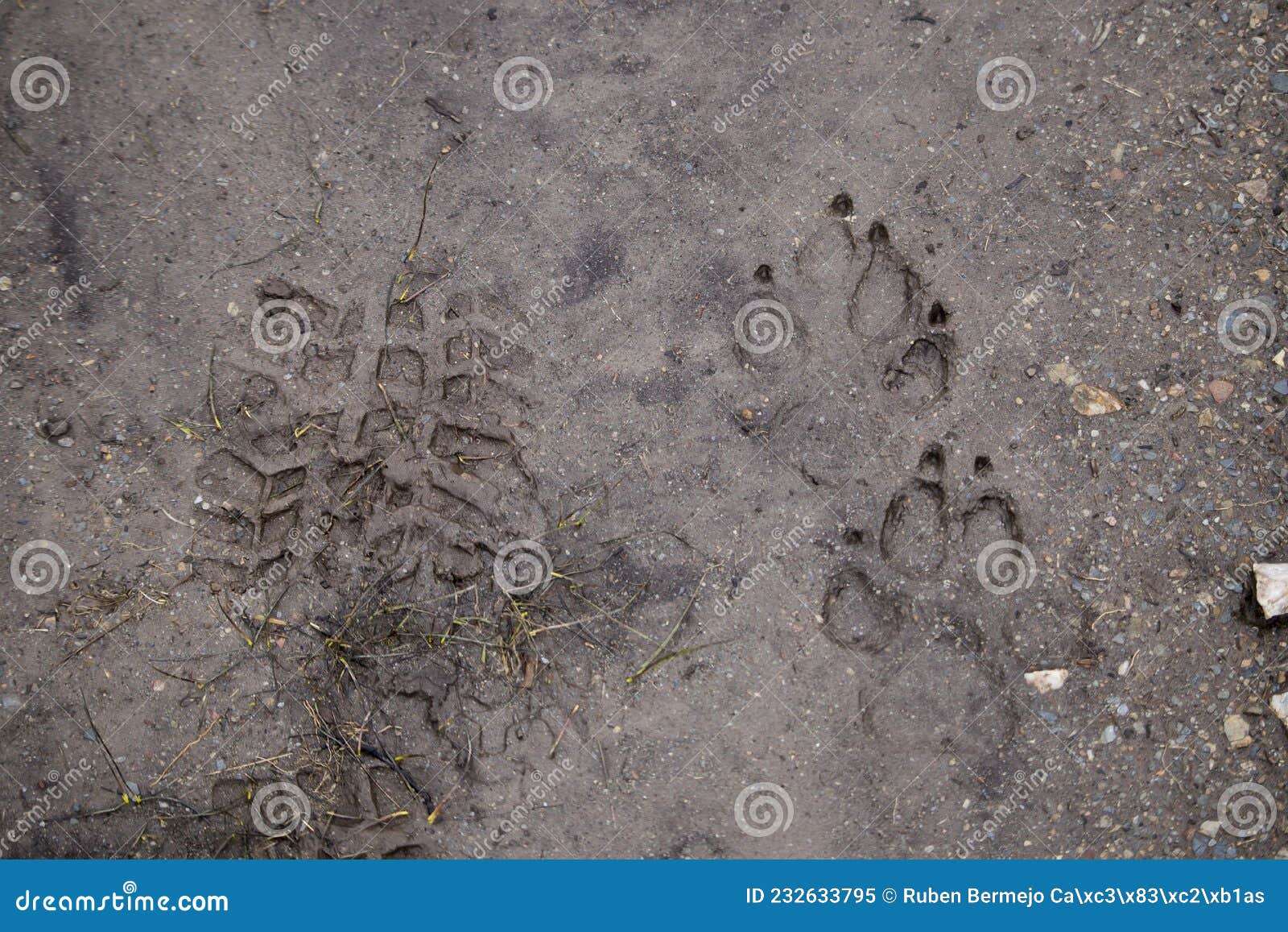 Boot Footprints In Dry Cracked Earth Royalty-Free Stock Image ...