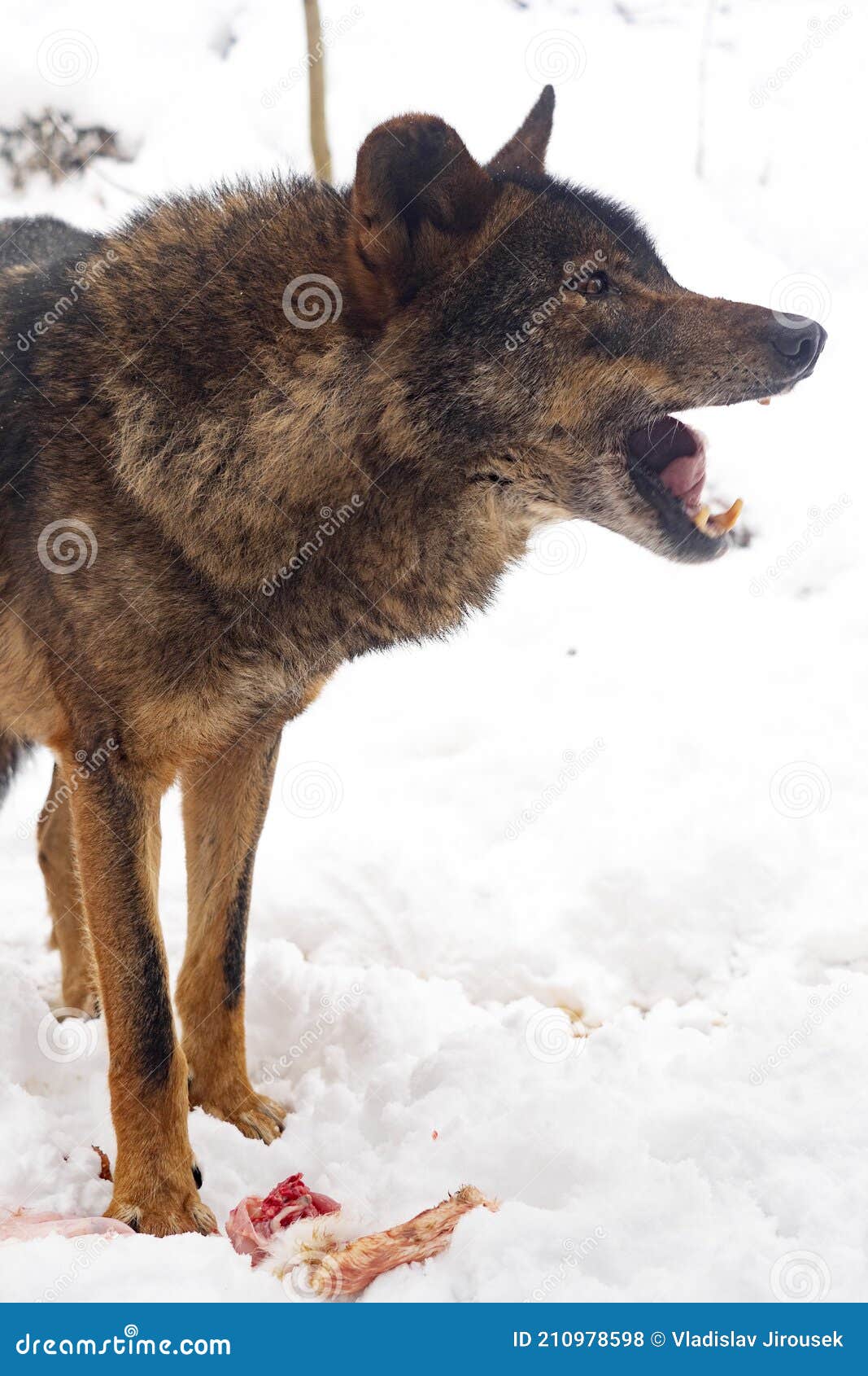Iberian Wolf, Canis Lupus Signatus, Eats Prey in the Snow Stock Photo ...