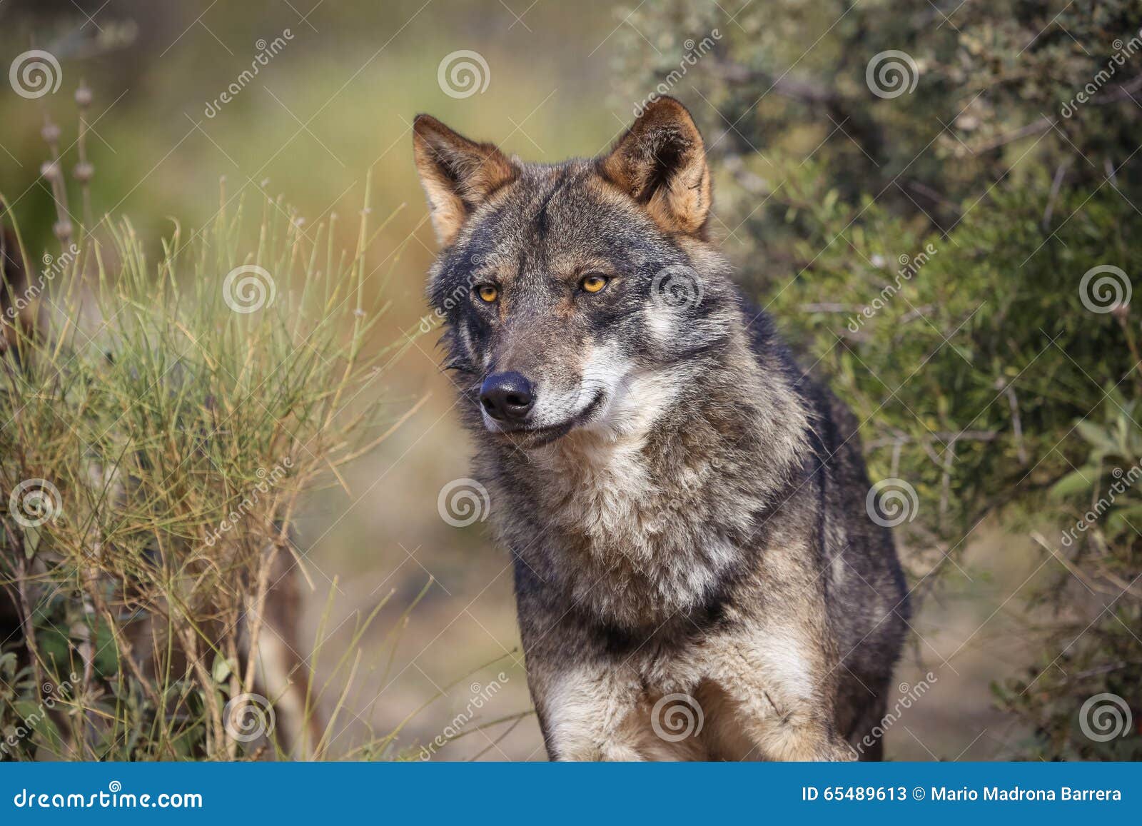 Leaping Iberian Wolf