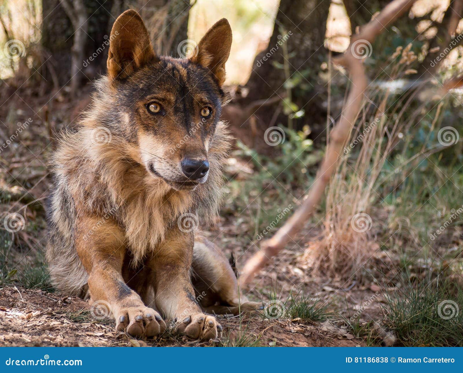 Iberian Wolf Lying Down in the Forest Stock Photo - Image of canis ...
