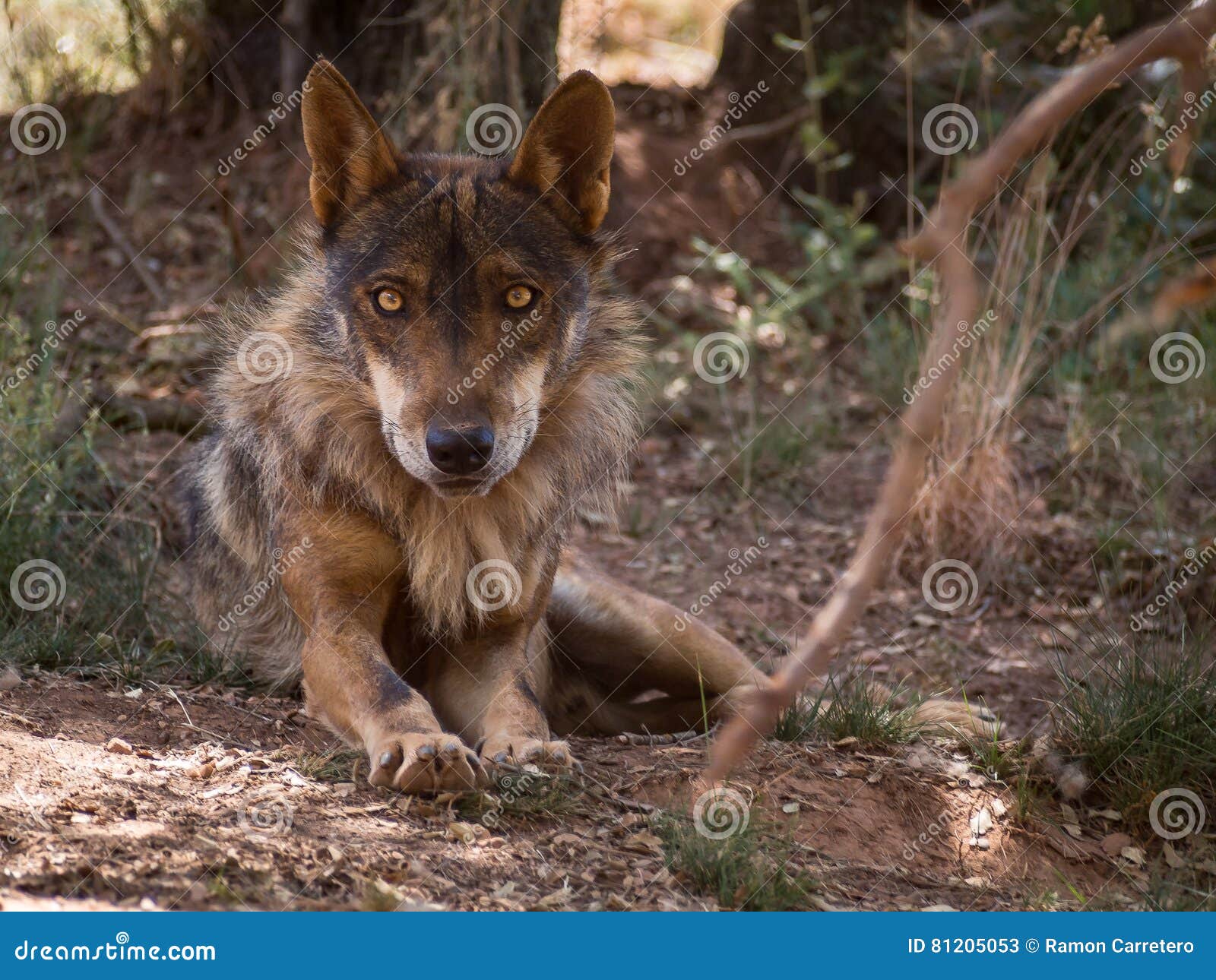 Iberian Wolf Lying Down in the Forest Stock Image - Image of male, face ...