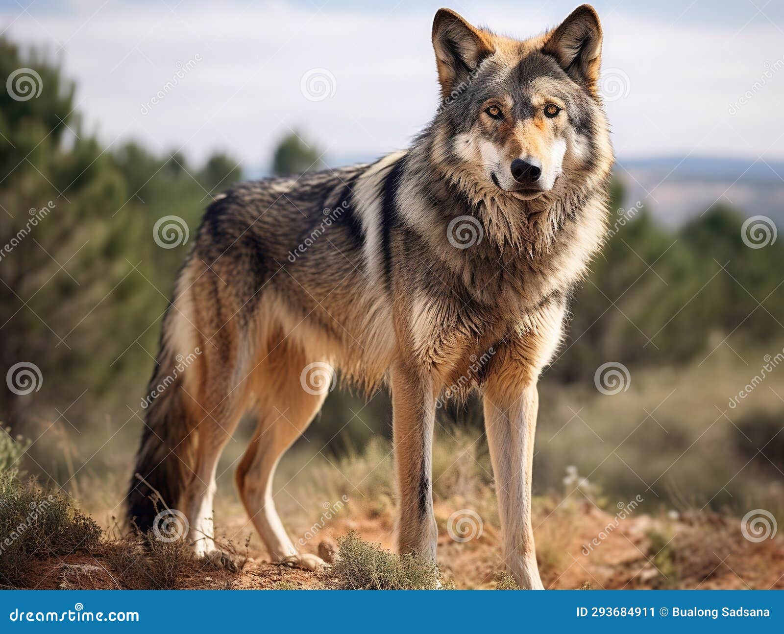 Iberian wolf Pride stock illustration. Illustration of nature - 293684911