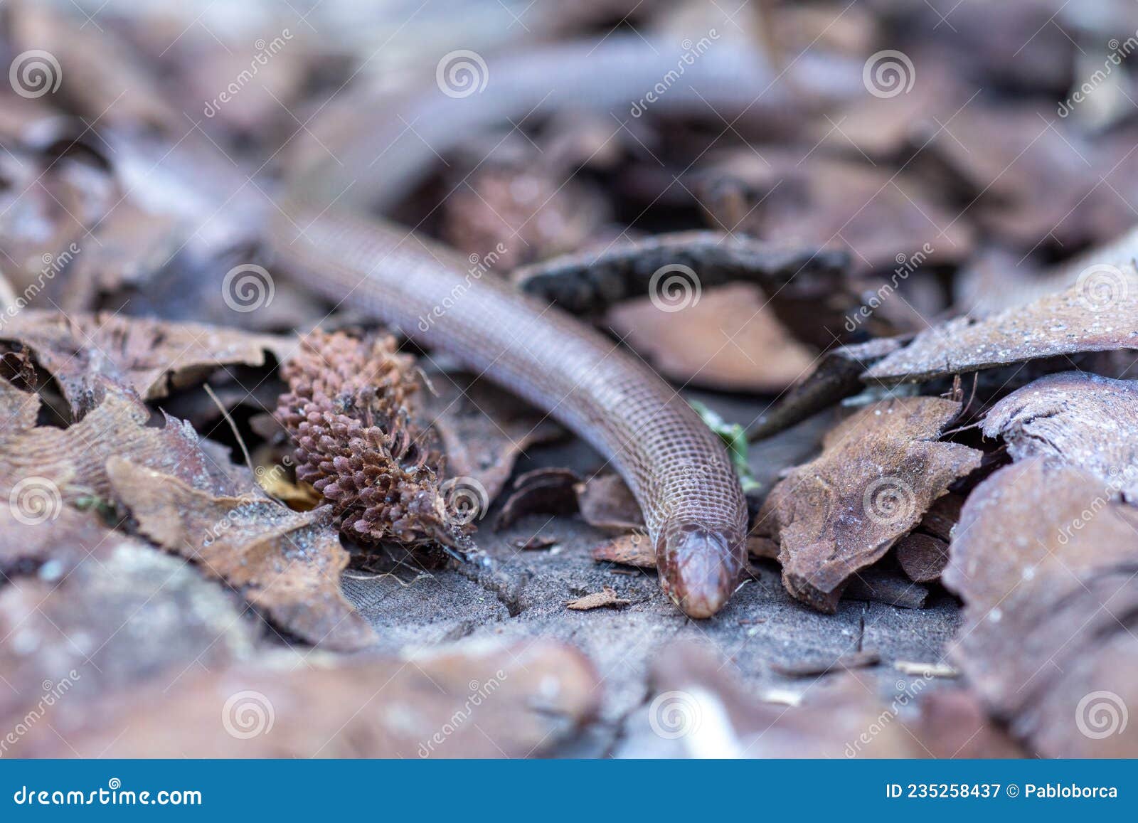 The Iberian worm lizard stock image. Image of blind - 235258437
