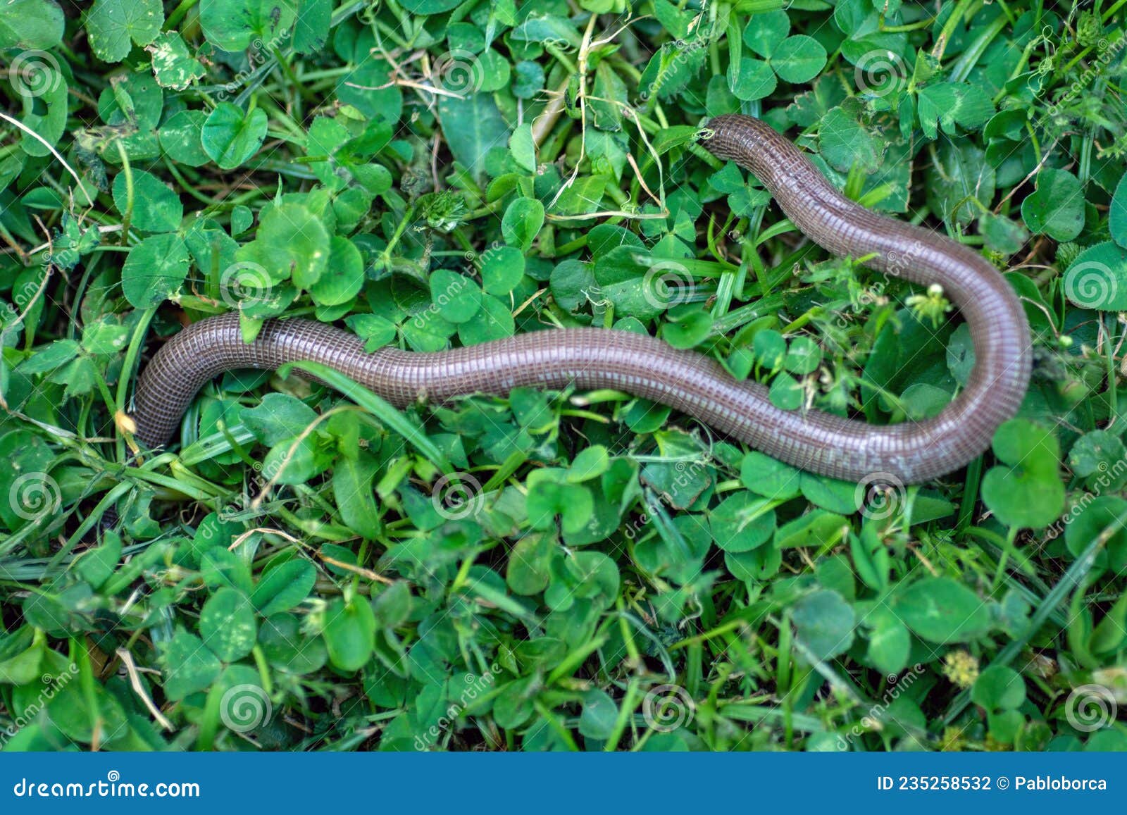 The Iberian worm lizard stock photo. Image of exotic - 235258532