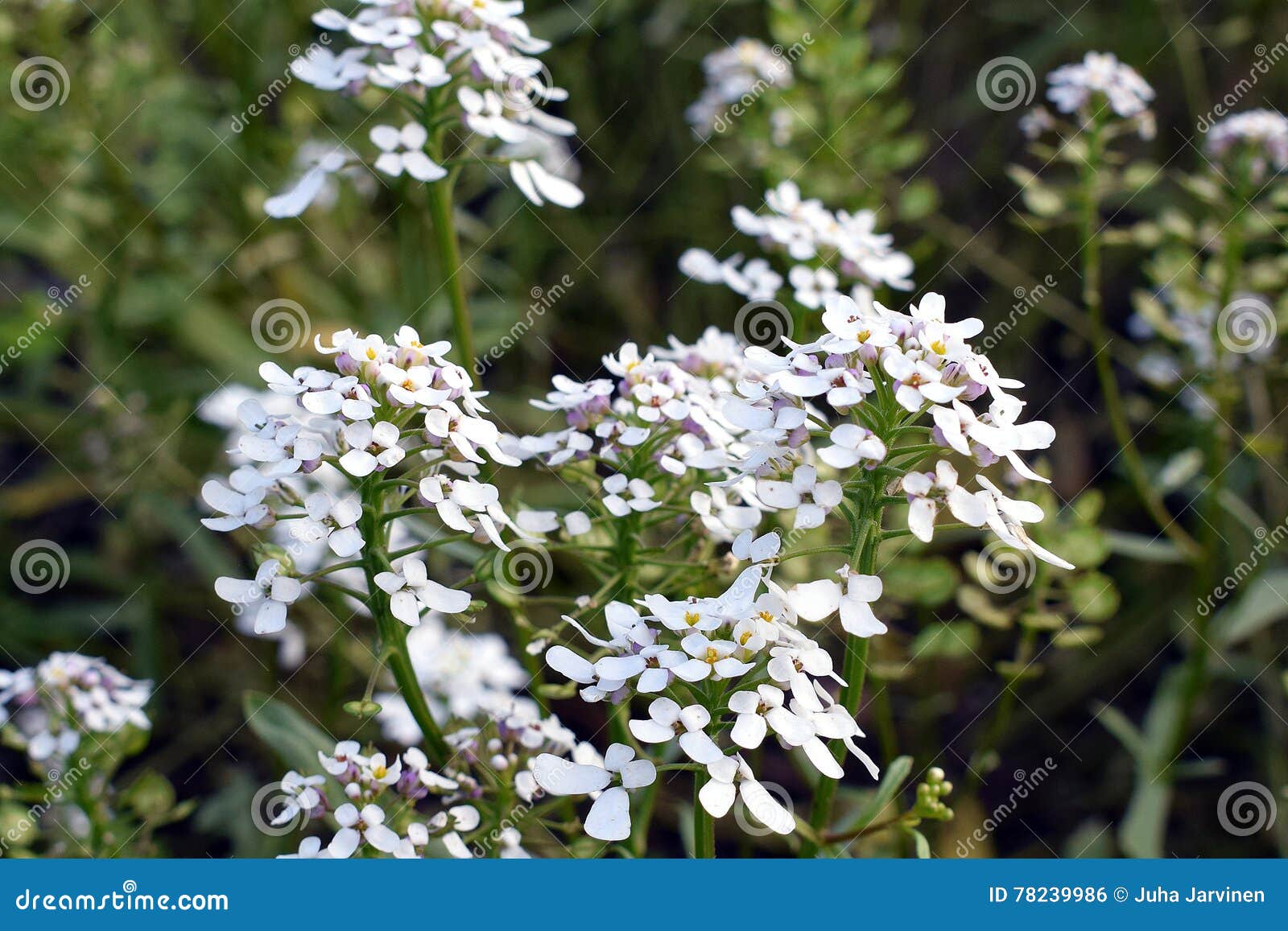 Iberis amara flower stock photo. Image of petals, iberis - 78239986