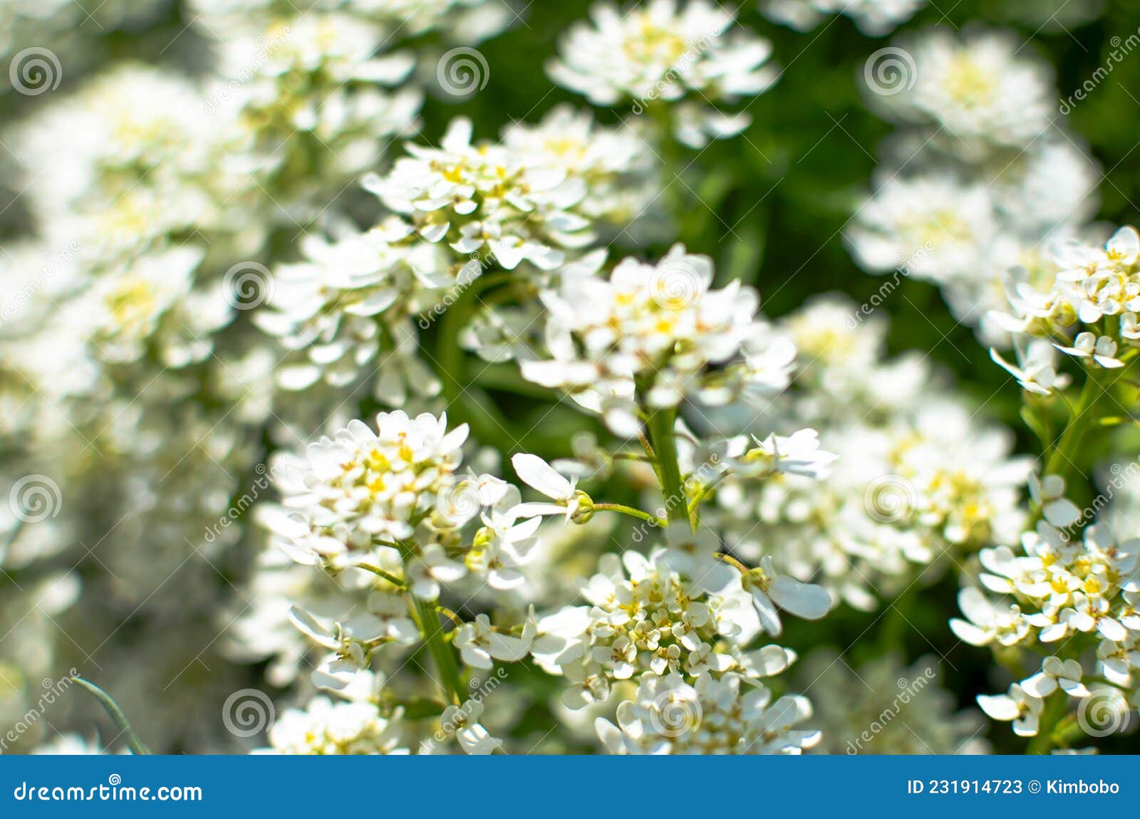 Iberis Saxatilis Amara Ou Candytut Amer Beaucoup De Fleurs Blanches Image stock - Image du fleur ...