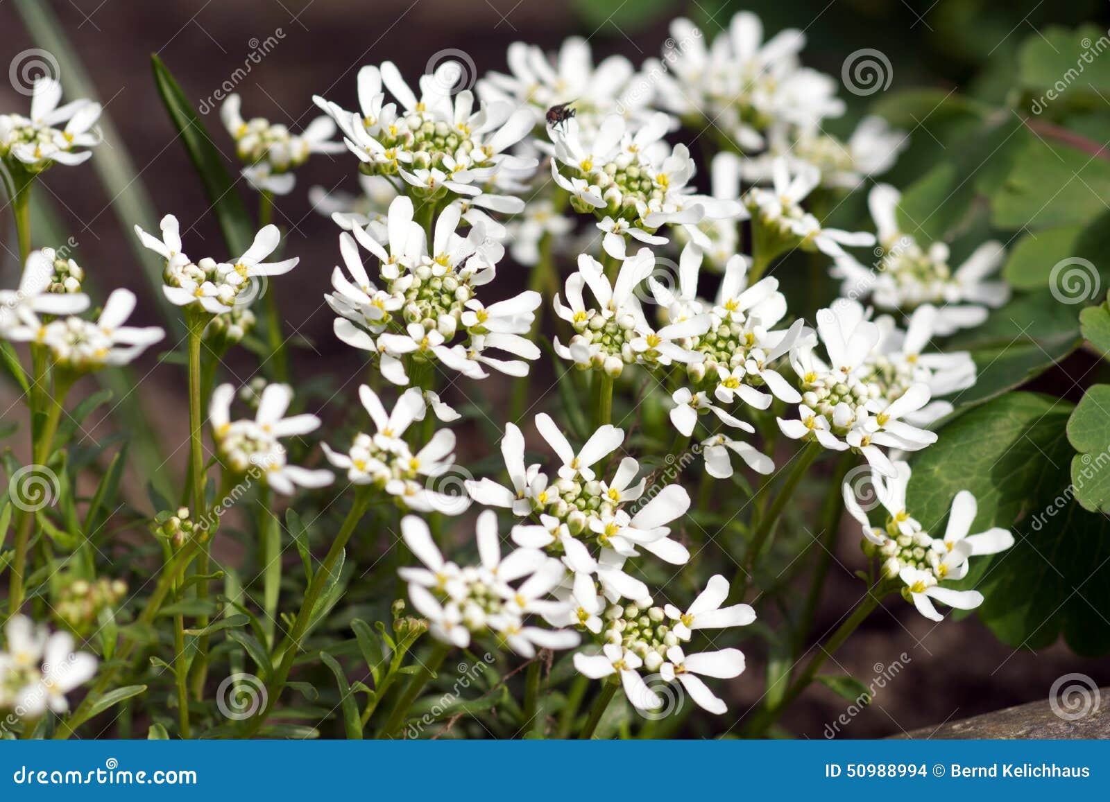 Iberis Sempervirens Candytuft Stock Photo - Image of nature, outdoor ...