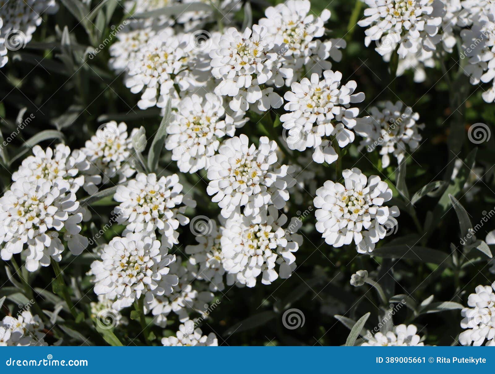 Iberis Sempervirens, Brassicaceae Royalty-Free Stock Image ...