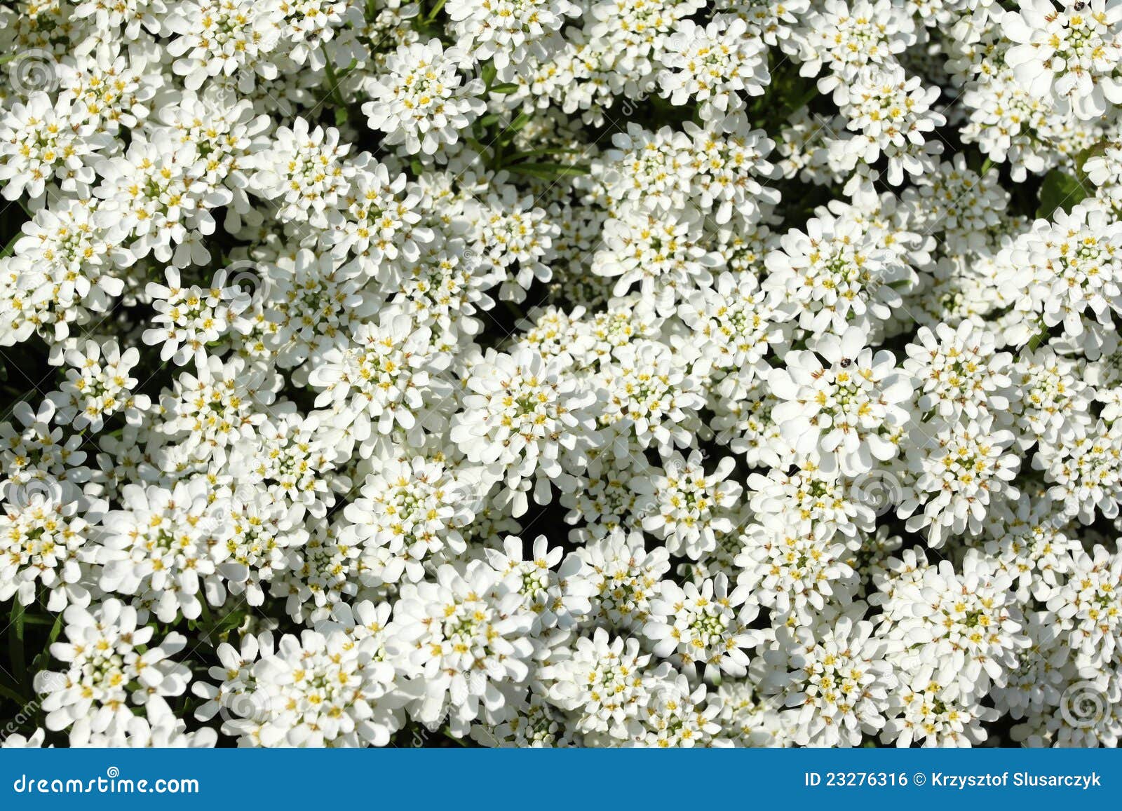 Iberis Sempervirens Stock Photography | CartoonDealer.com #223125674