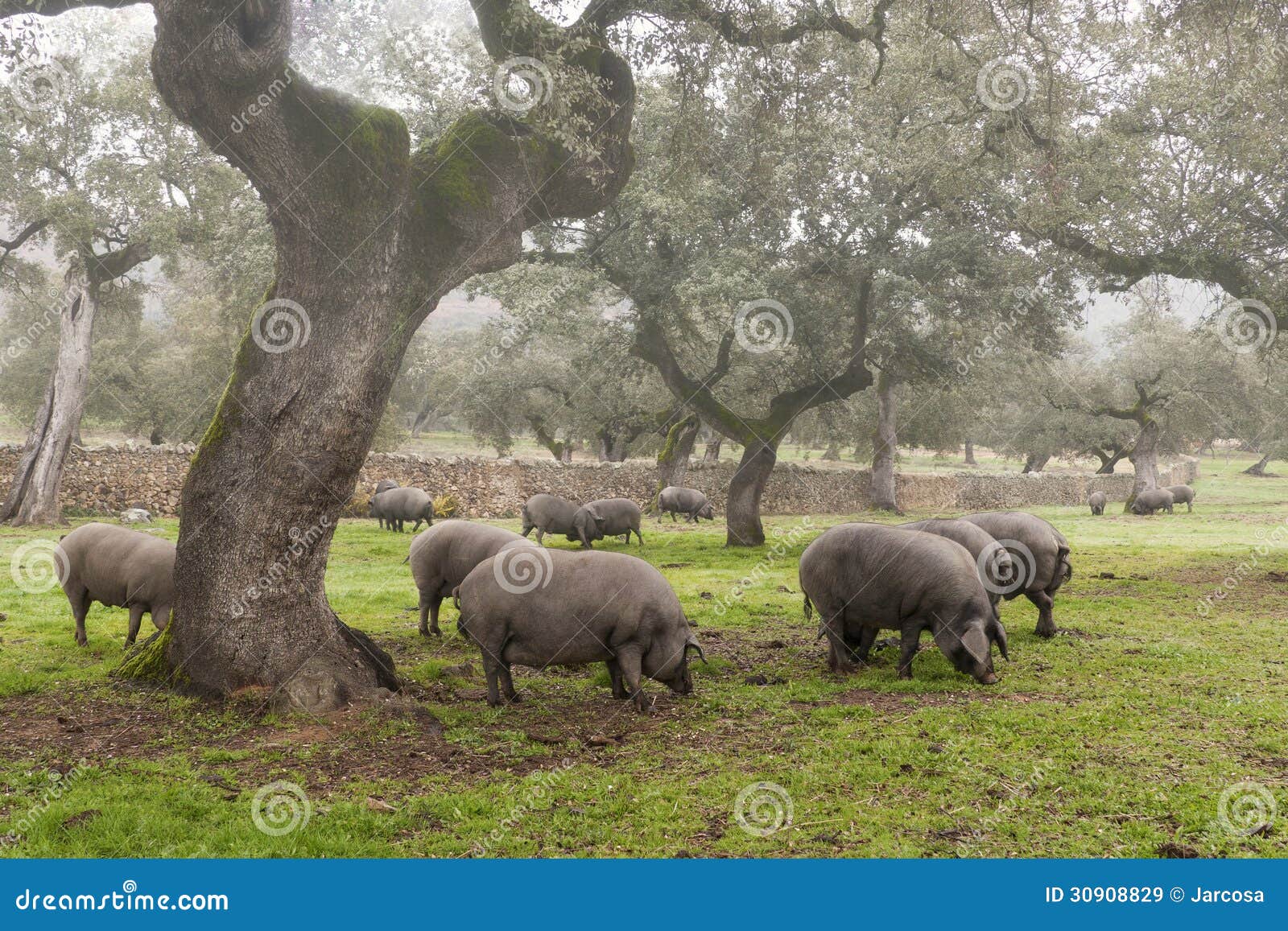 Iberisch Varken in De Weide Stock Afbeelding - Image of weiden, dekking ...