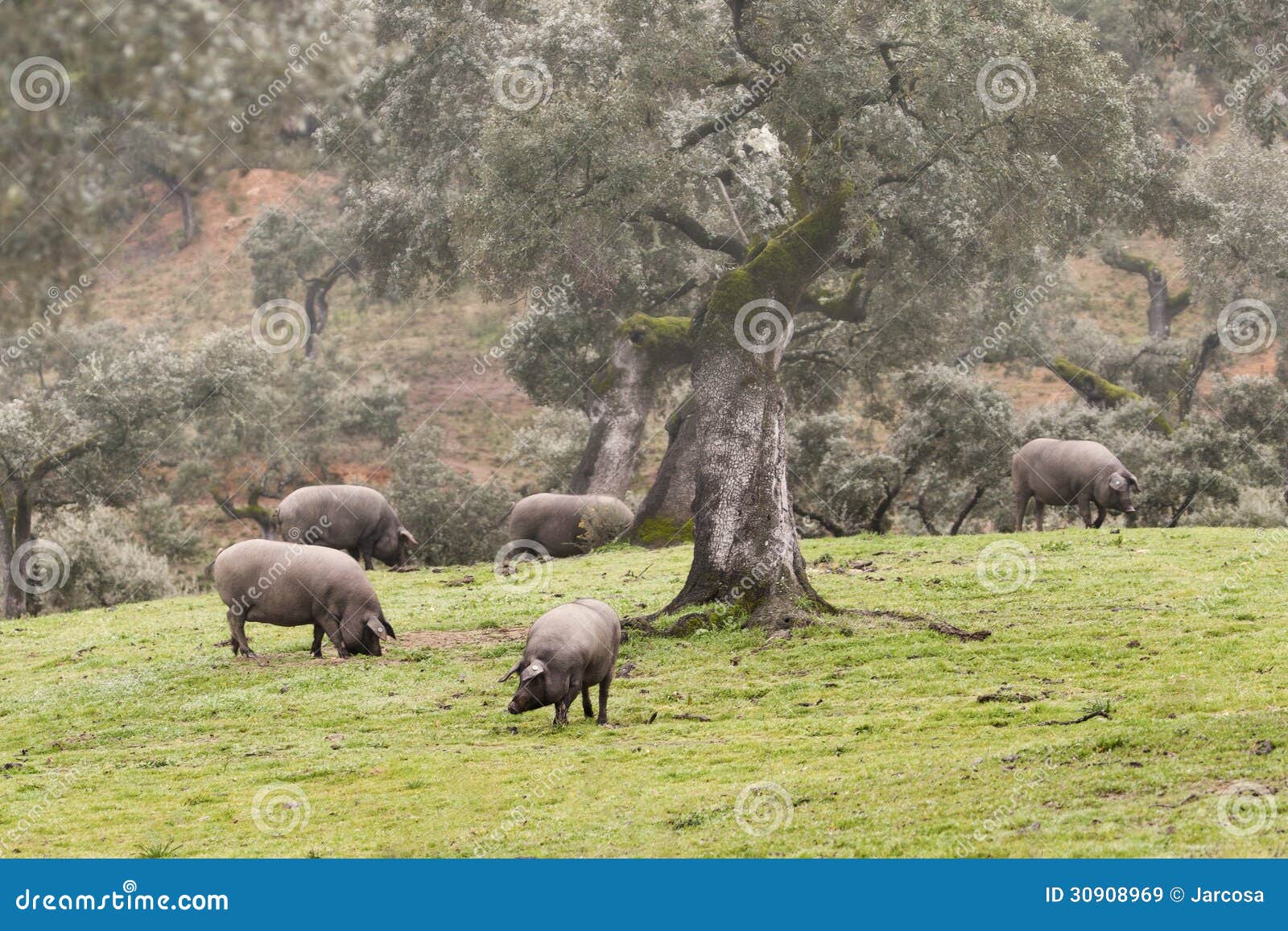 Iberisch Varken In De Weide Stock Afbeelding - Afbeelding bestaande uit ...