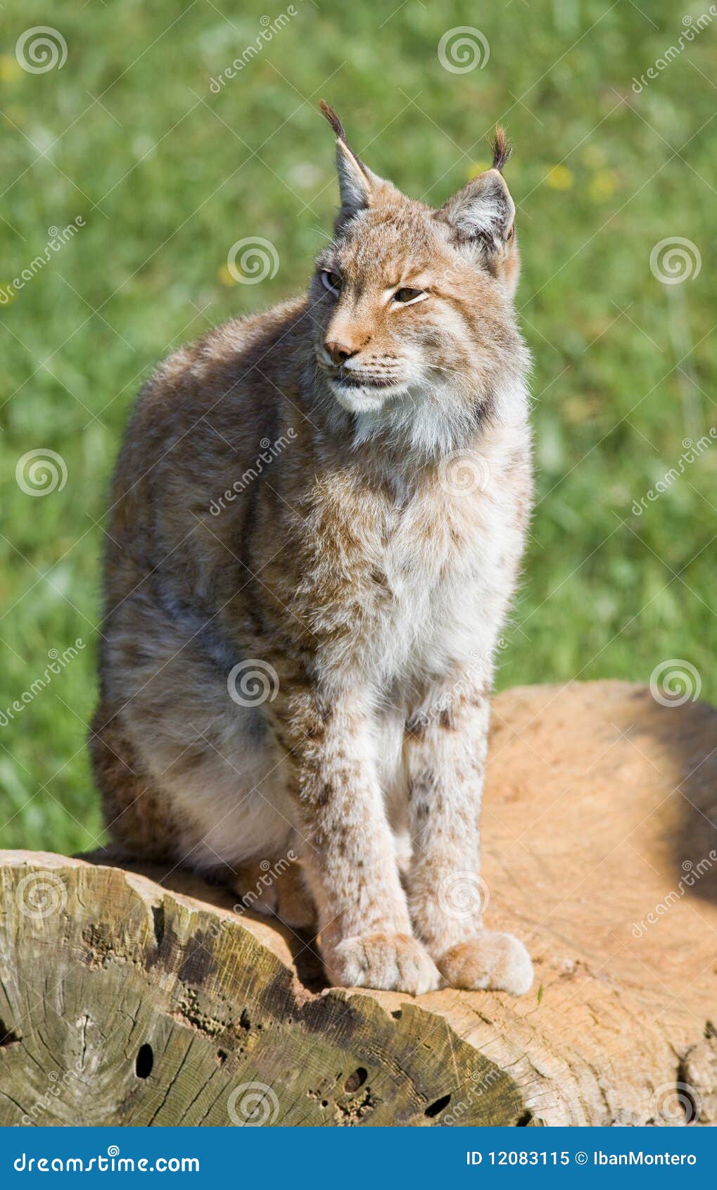 Iberischer Luchs stockbild. Bild von fleischfresser, wild - 12083115