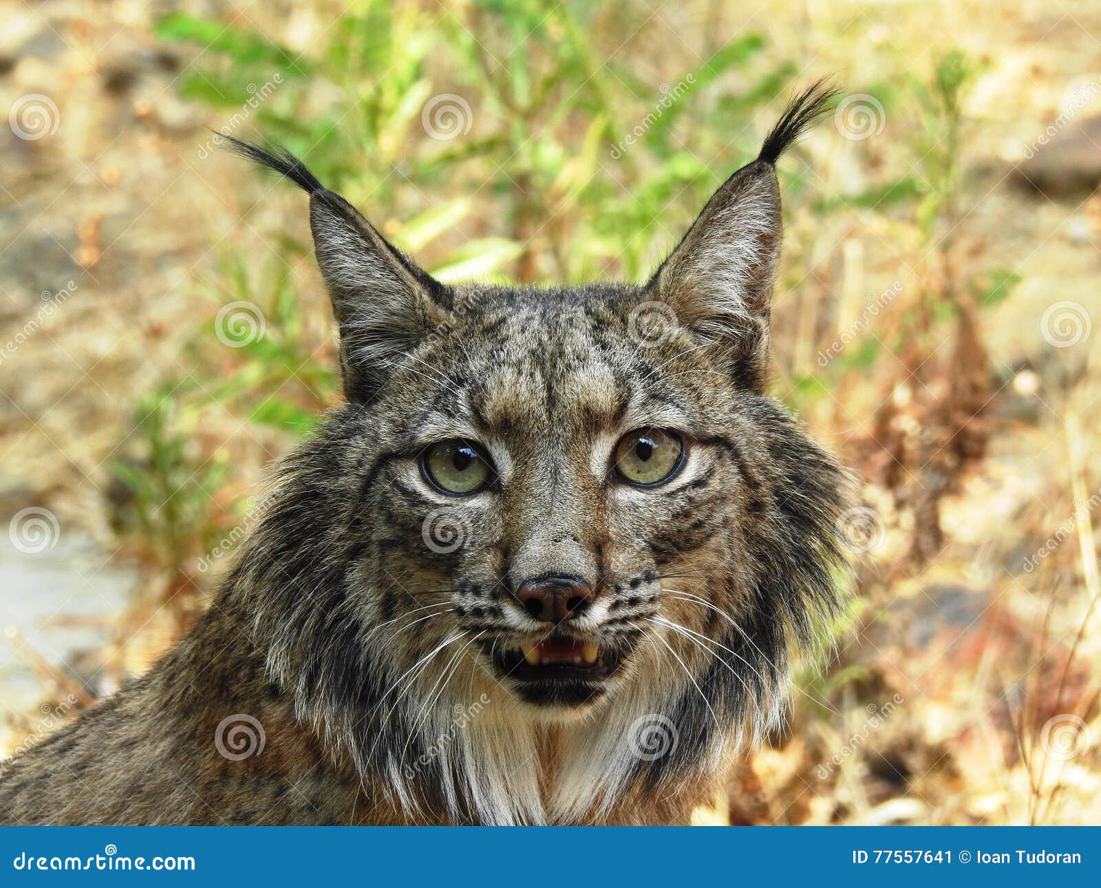 Iberischer Luchs stockbild. Bild von iberisch, landschaft - 77557641