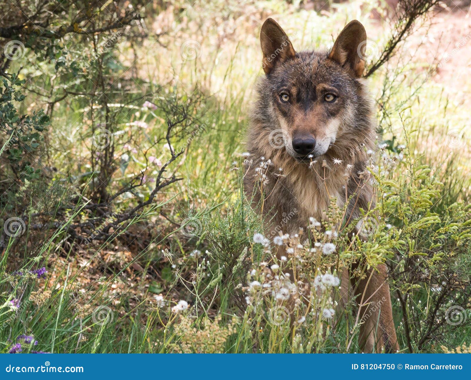 Iberischer Wolf, Der Sich Im Wald Hinlegt Stockfoto - Bild von mann ...