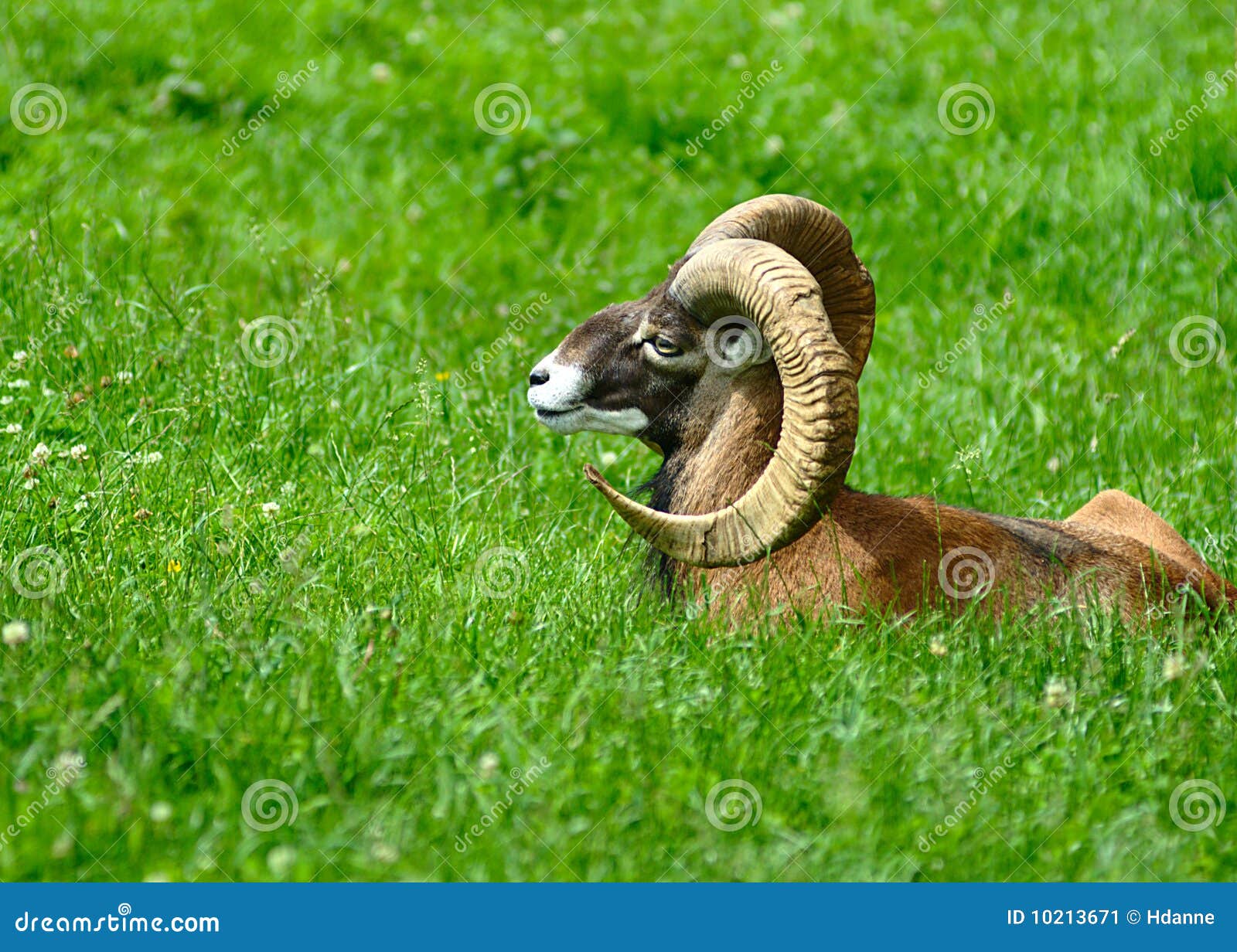 Ibex stock image. Image of look, lying, green, sunshine - 10213671