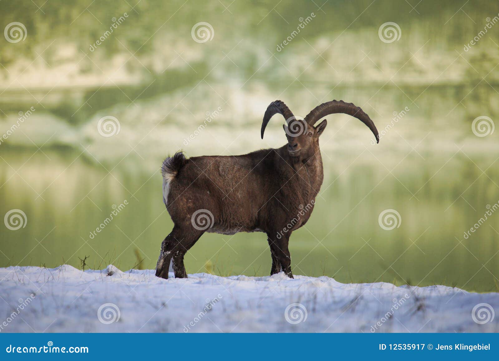 Ibex stock image. Image of snow, nature, wild, ibex, power - 12535917