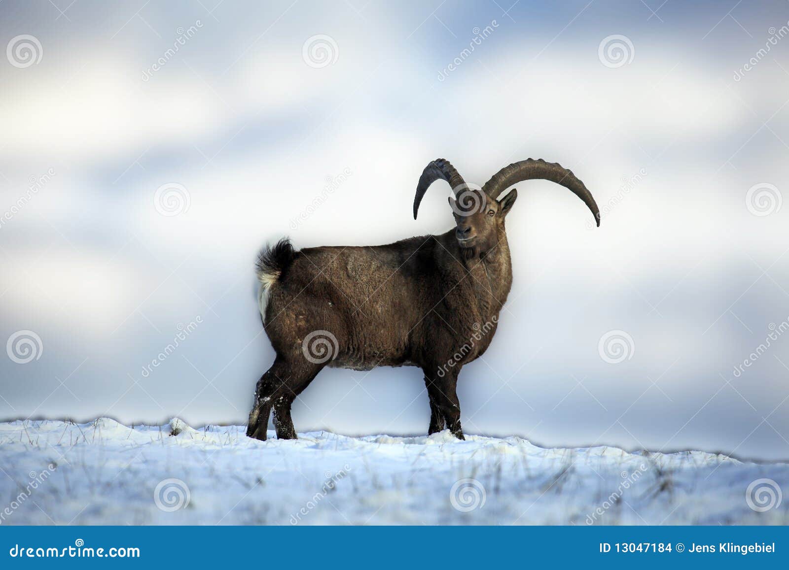 Ibex stock photo. Image of ibex, snow, animal, baby, wild - 13047184