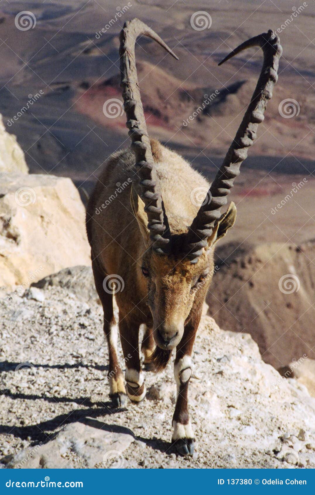 Ibex stock photo. Image of animal, israel, curiosity, negev - 137380