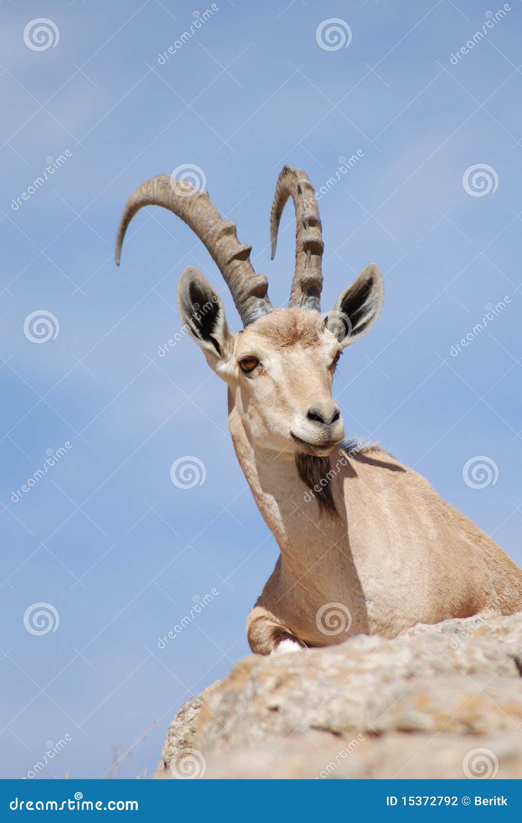 Ibex stock photo. Image of east, nature, israel, ibexs - 15372792